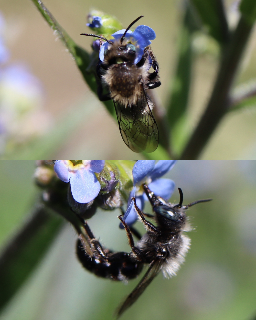 Megachilidae (mason and leaf cutter bees) — Alberta Native Bee Council