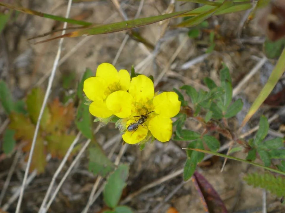 Alberta's Native Bees — Alberta Native Bee Council