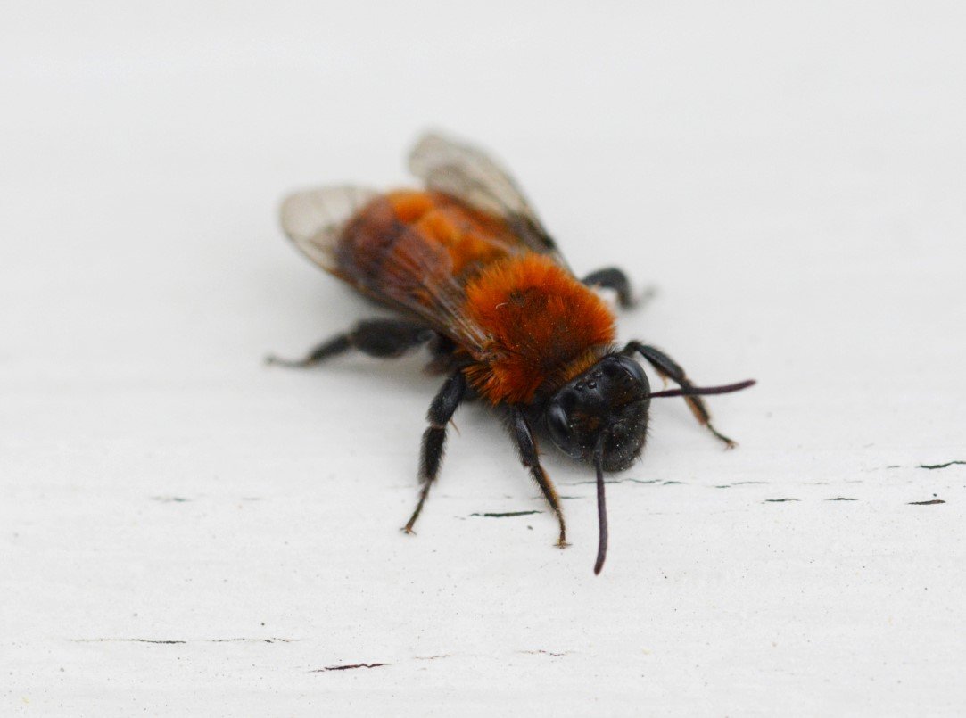 Alberta's Native Bees — Alberta Native Bee Council