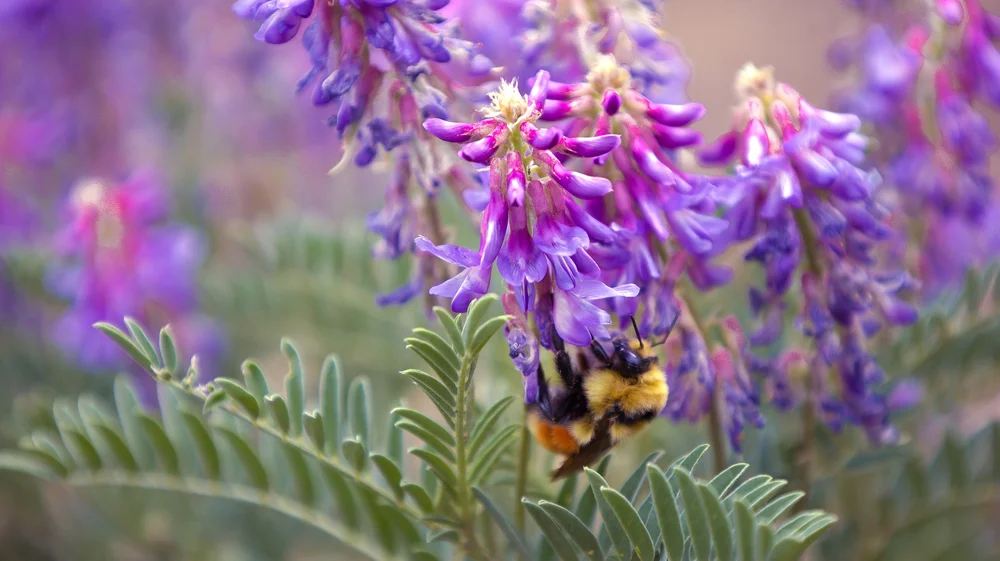 Alberta's Native Bees — Alberta Native Bee Council