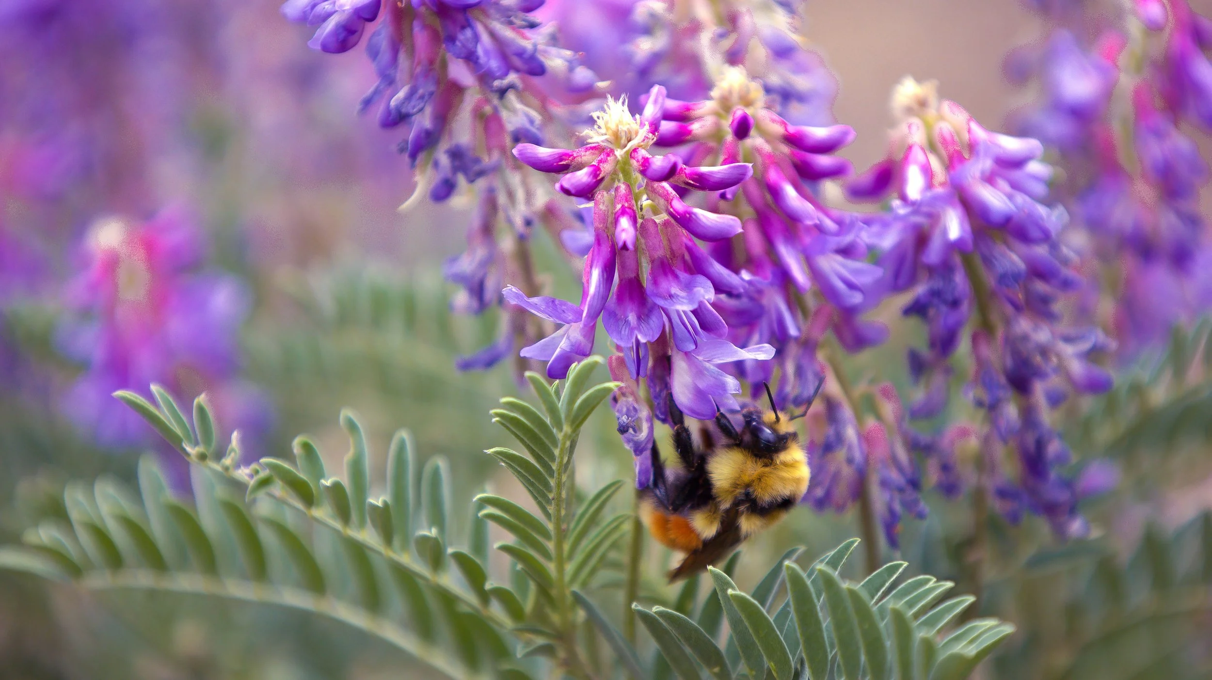 Alberta's Native Bees — Alberta Native Bee Council