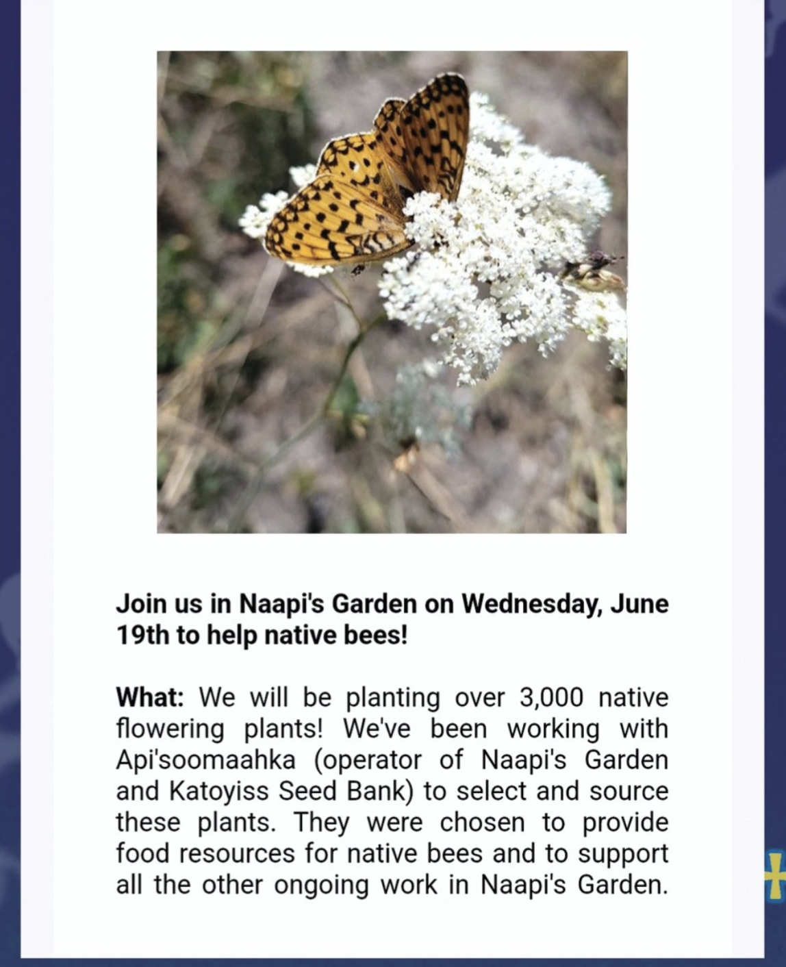 Pollinator Week 2024 Events — Alberta Native Bee Council