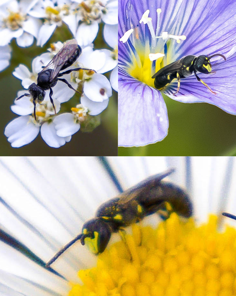 Colletidae (plasterer bees) — Alberta Native Bee Council