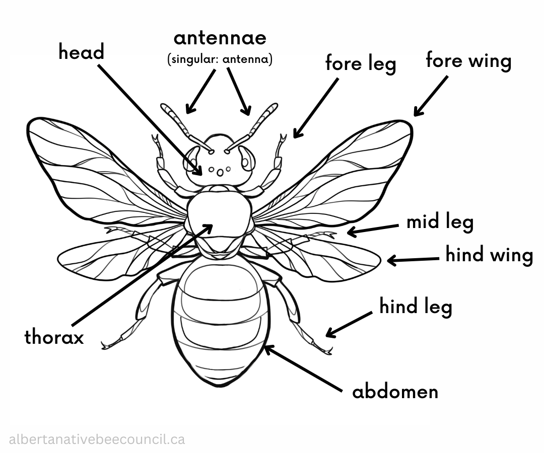 What is a Bee? — Alberta Native Bee Council
