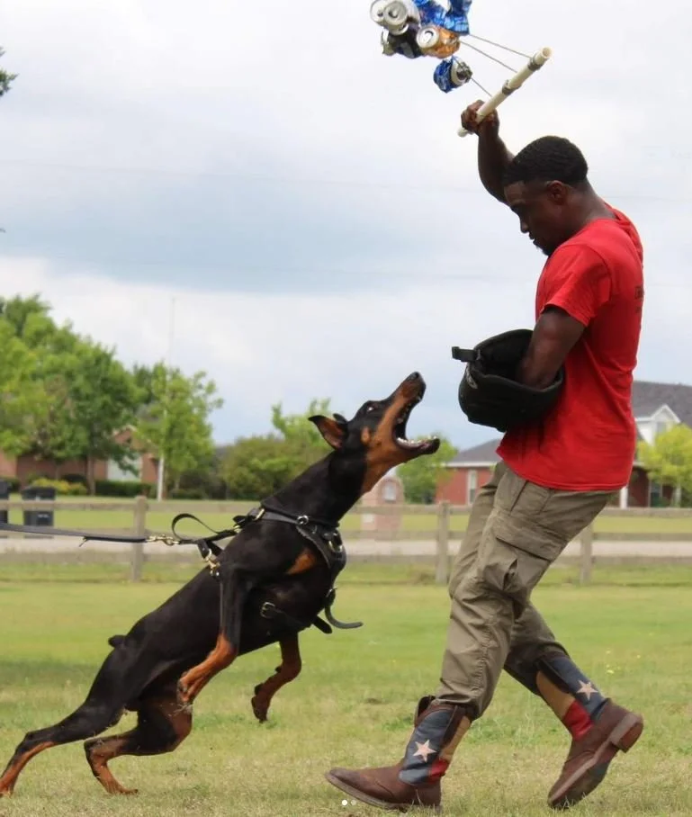 Elite Haus Kennels - Your Trusted Source for Elite Dobermans — Delifurry