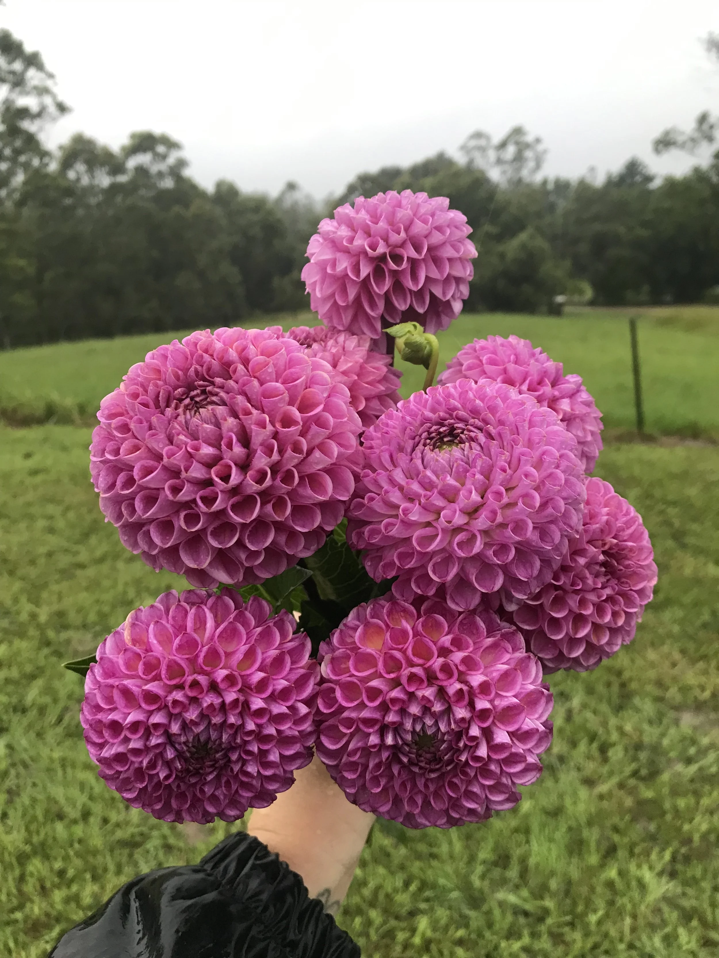 Blue Gum Valley Farm Store — BLUE GUM VALLEY FARM