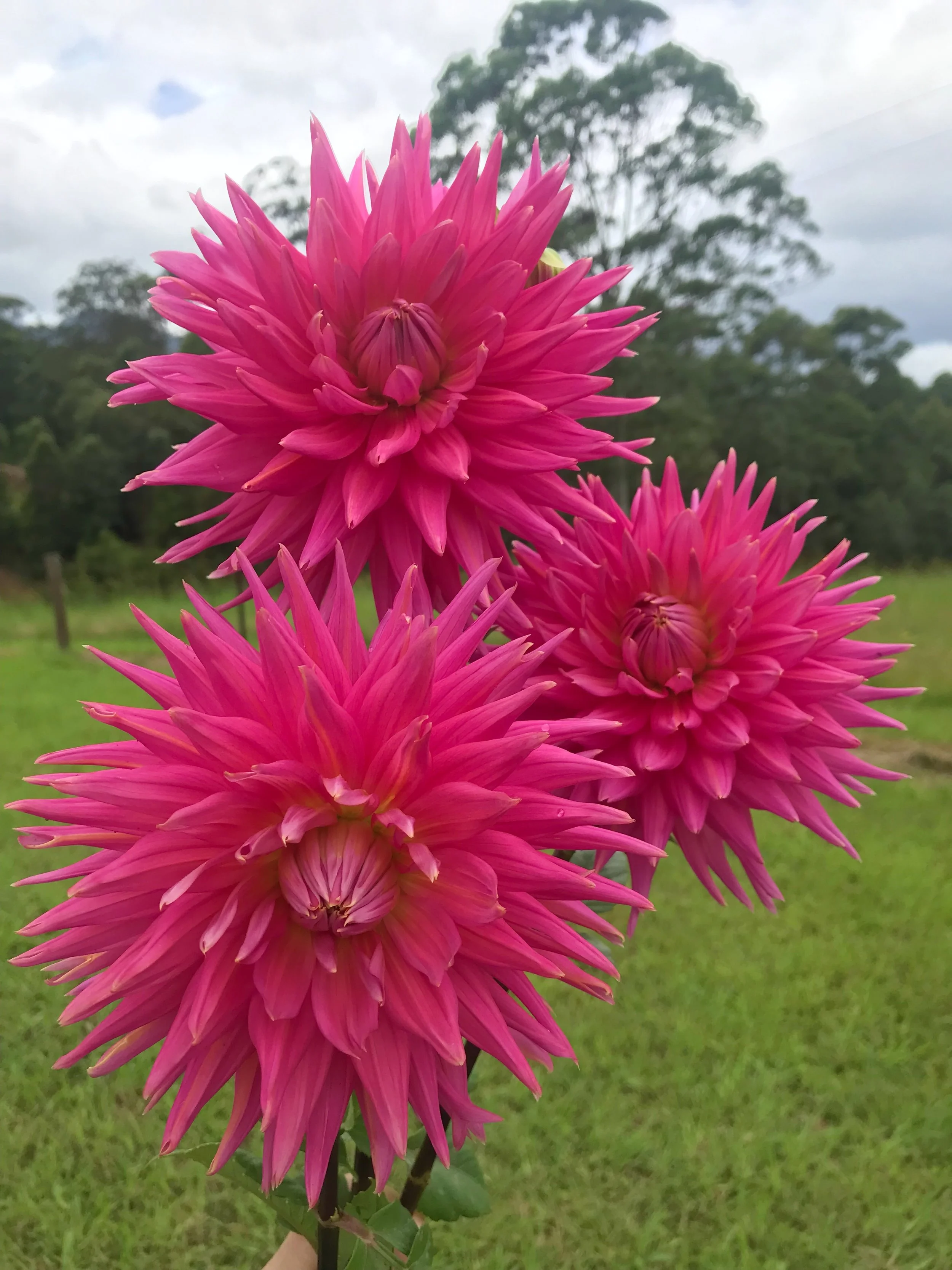 Blue Gum Valley Farm Store — BLUE GUM VALLEY FARM