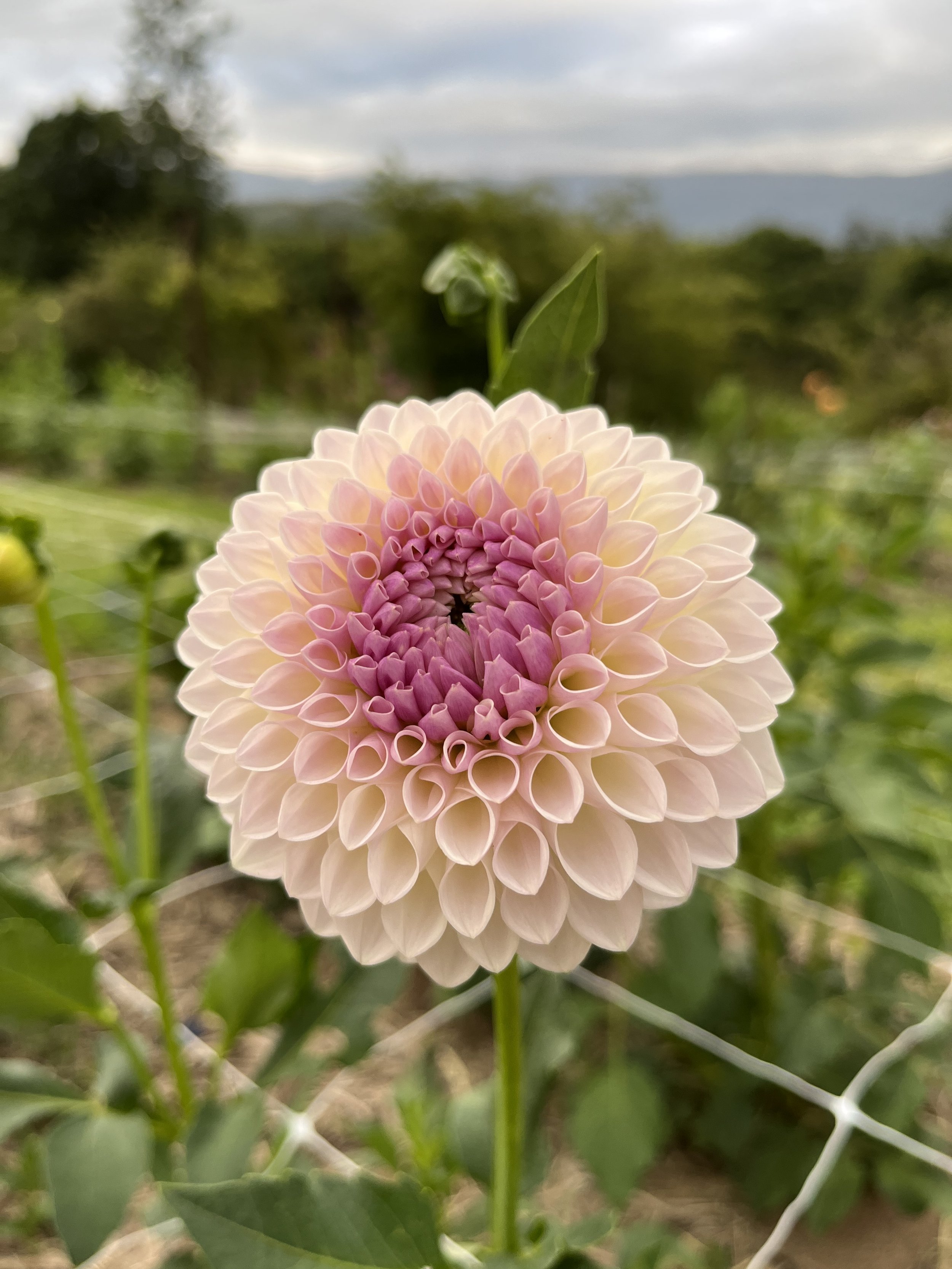Blue Gum Valley Farm Store — BLUE GUM VALLEY FARM
