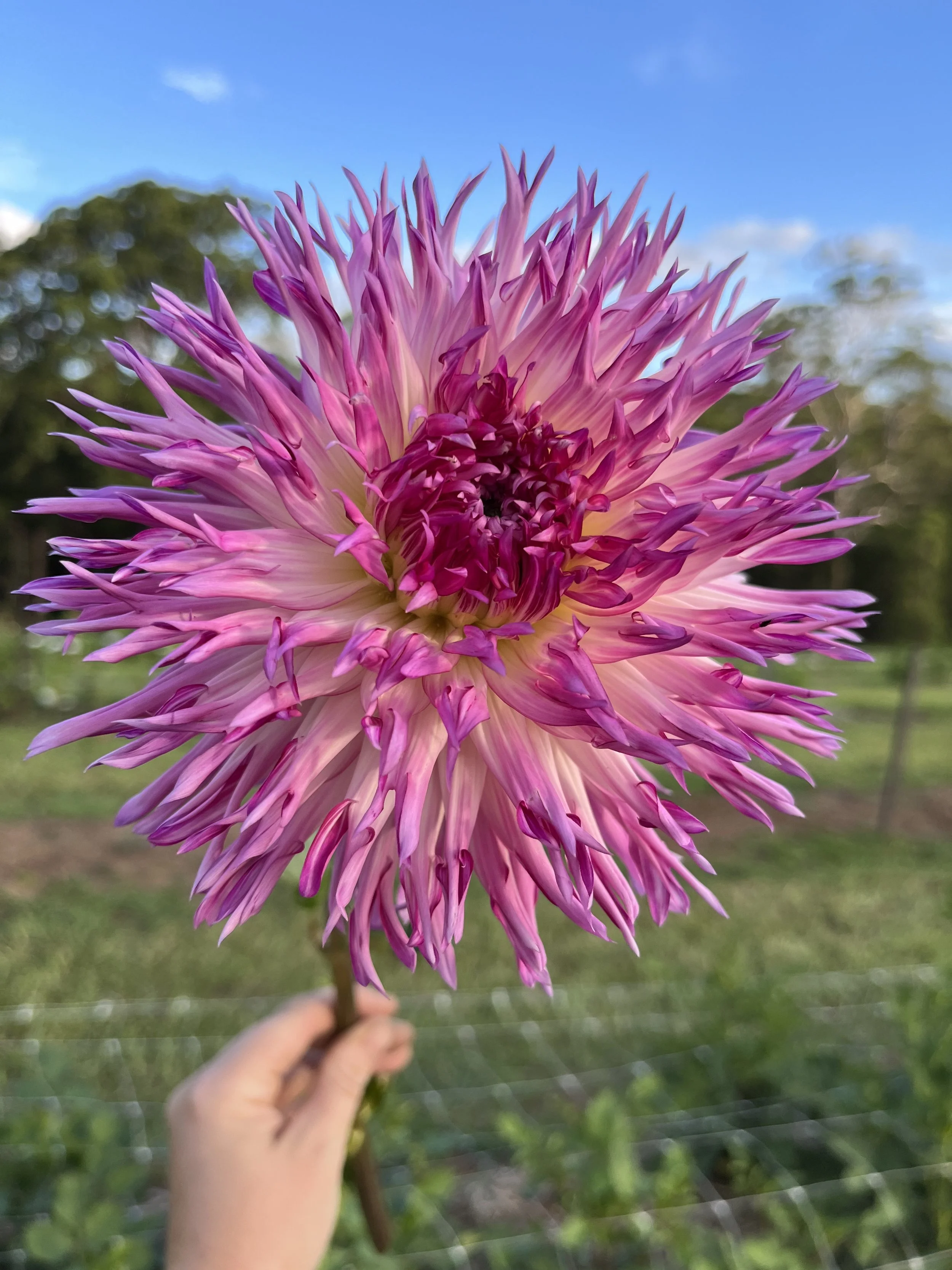 Blue Gum Valley Farm Store — BLUE GUM VALLEY FARM