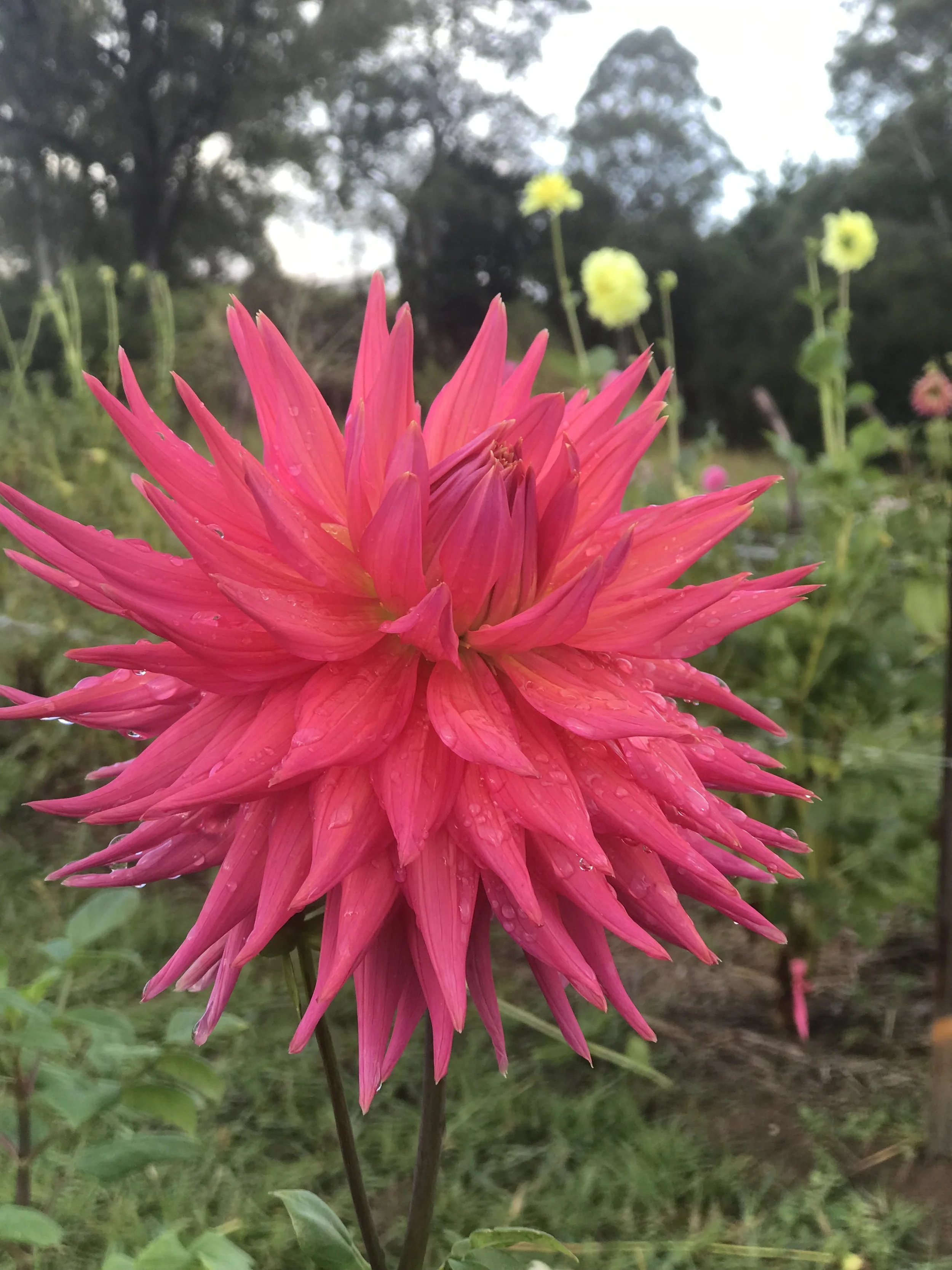Blue Gum Valley Farm Store — BLUE GUM VALLEY FARM