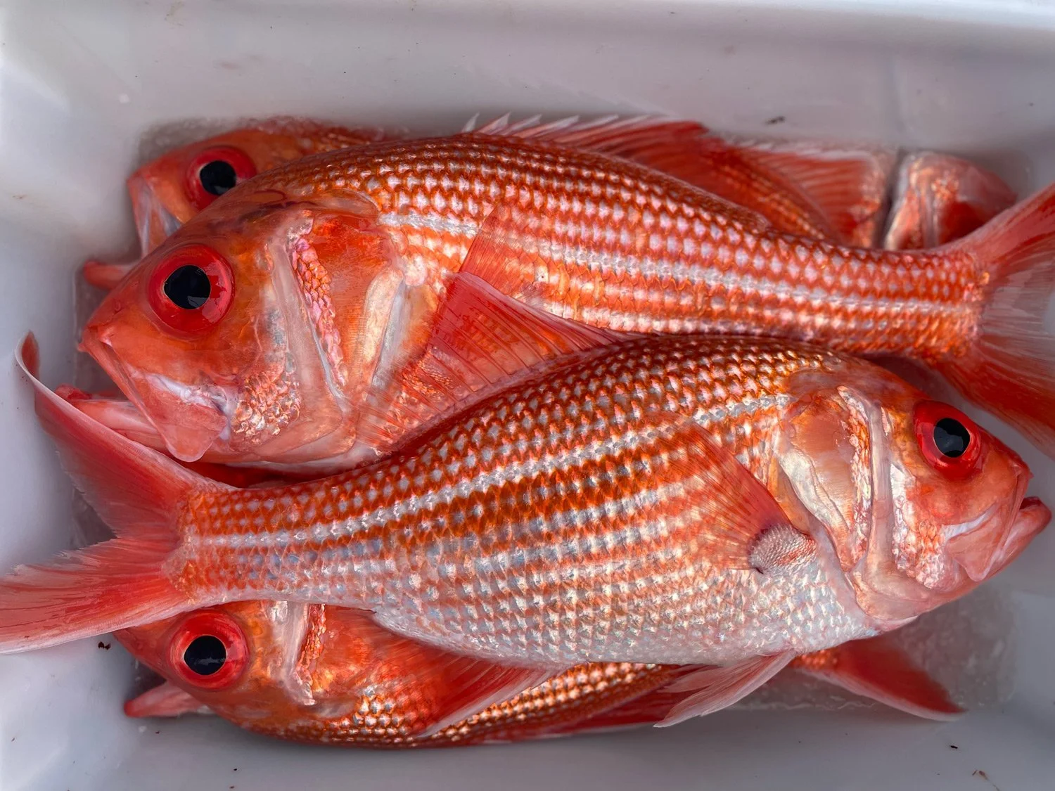 Freshly Caught Seasonal Seafood | Port Lincoln | Henderson Seafoods