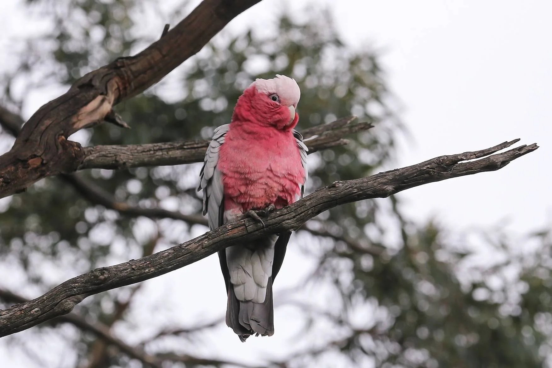 Animal Rescue – by Bastian Fox Phelan | Australian Literary Arts ...