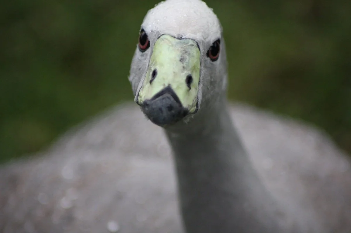 The goose of granite islands – by Suyanti Winoto-Lewin | Australian ...