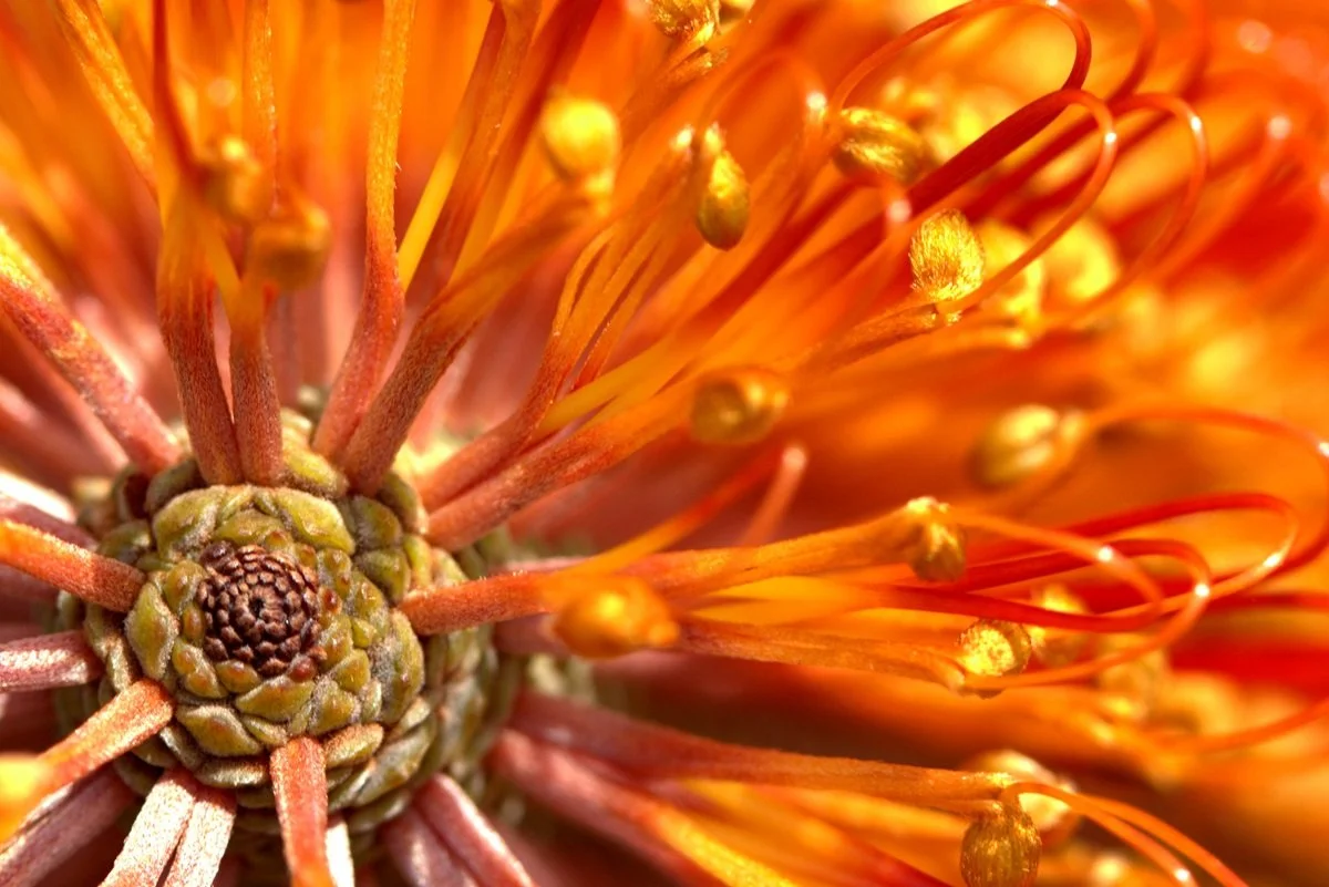 He is the candle – by Lucy Norton | Australian Literary Arts Magazine ...