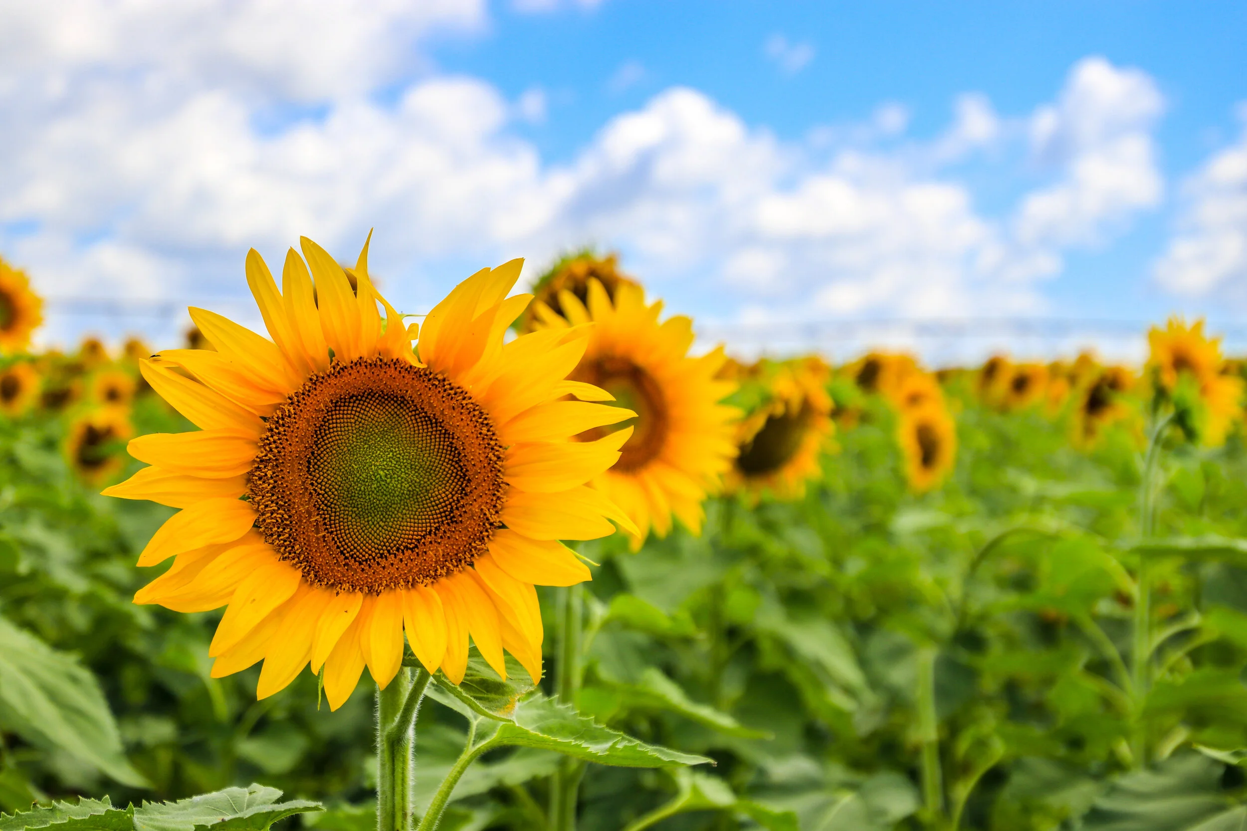 Sunflower Farm Brisbane 2019 | Best Flower Site