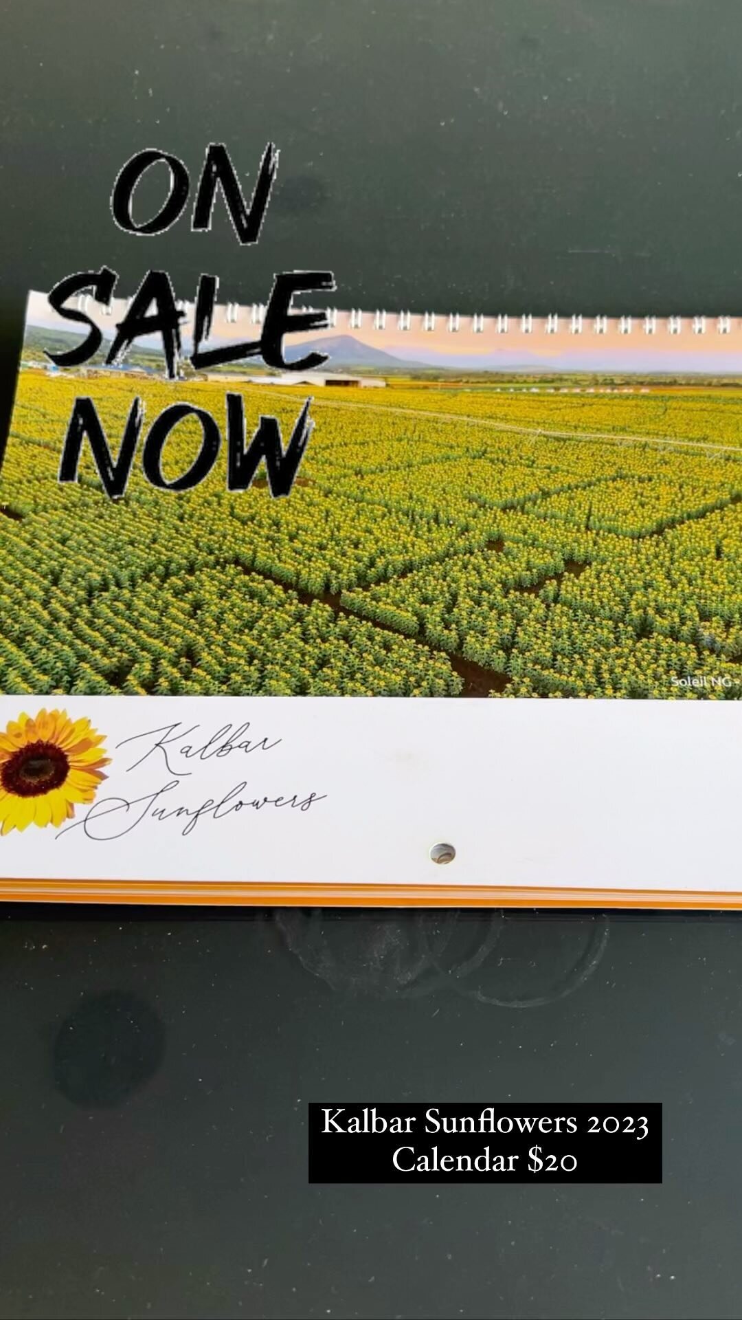 Kalbar Sunflowers