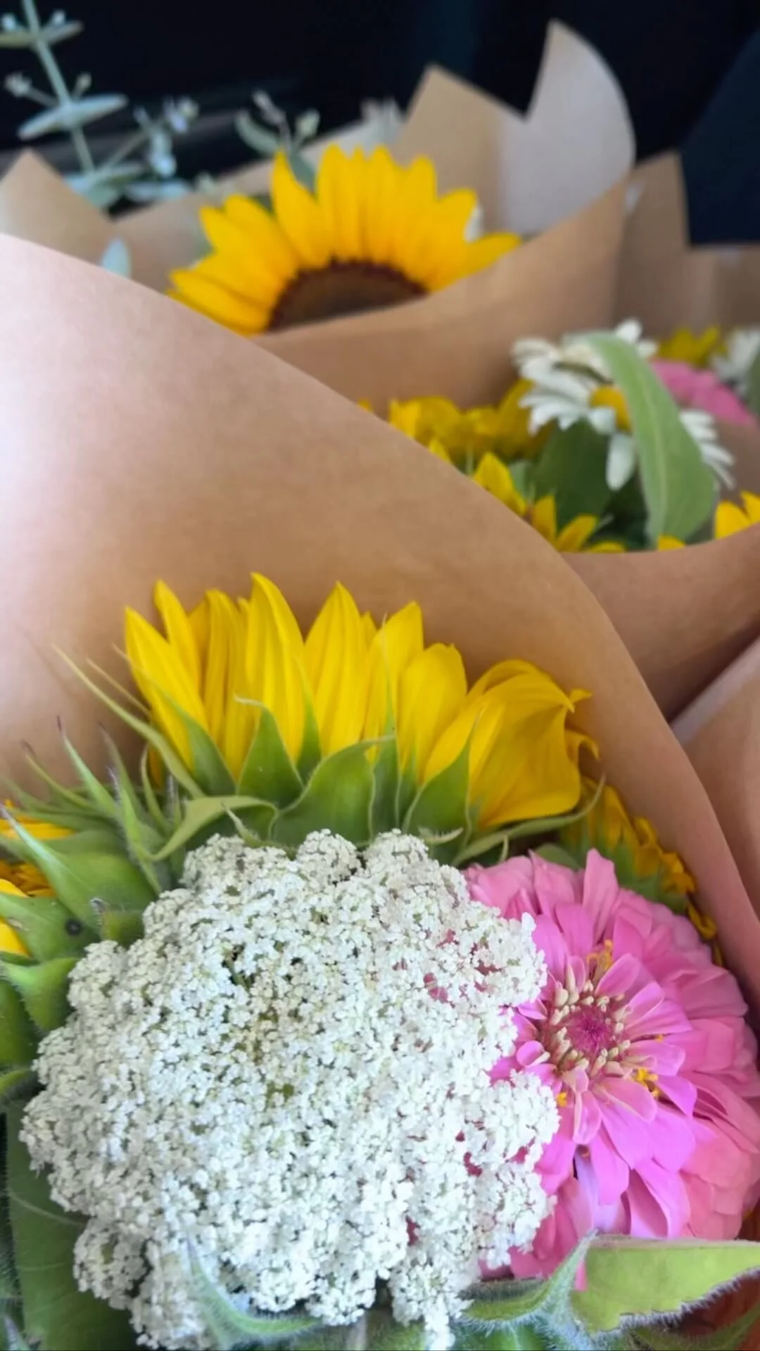 Kalbar Sunflowers