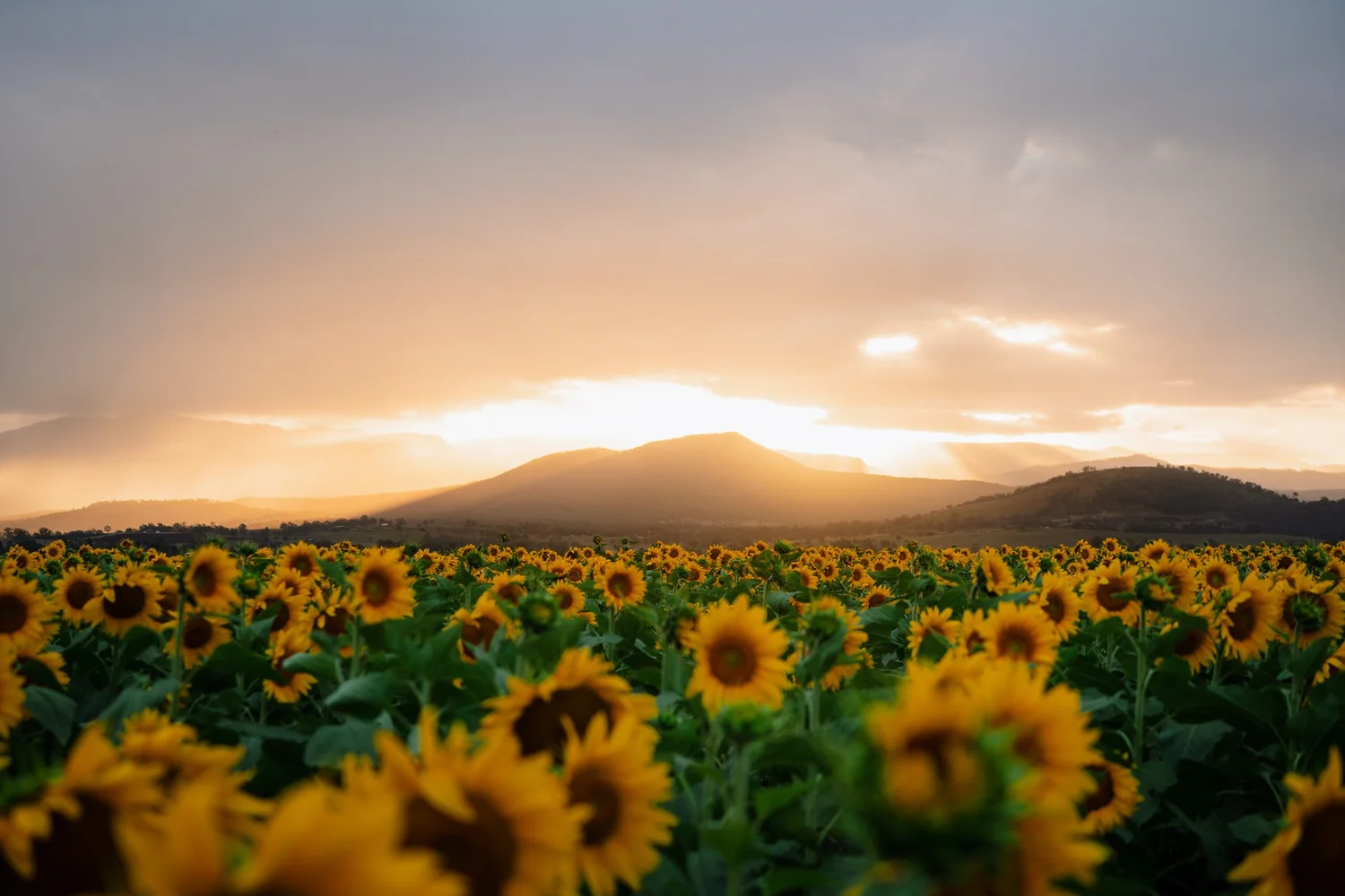 Kalbar Sunflowers