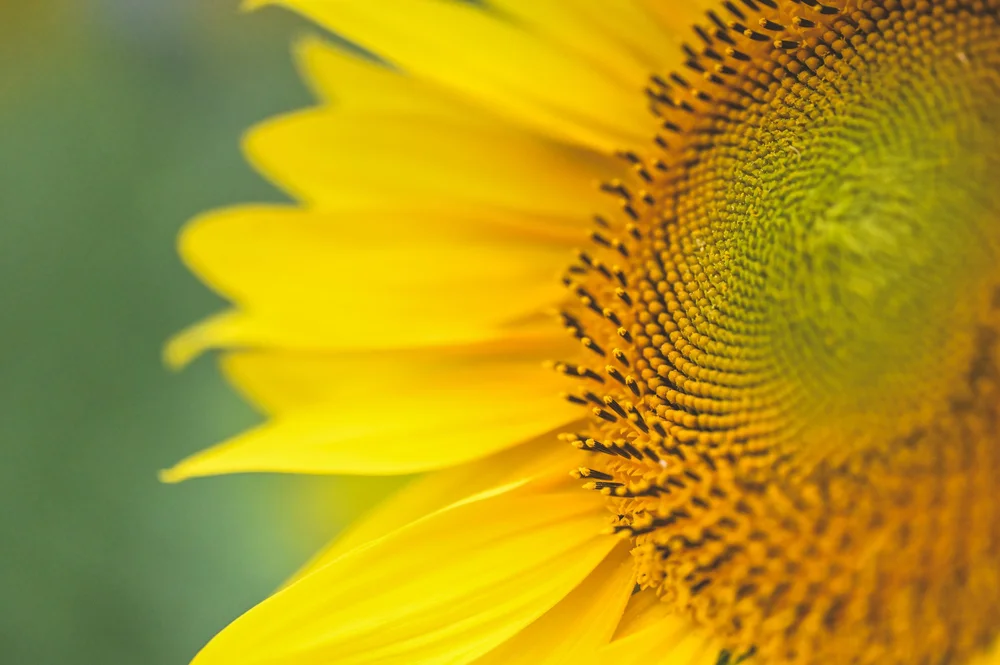 Kalbar Sunflowers