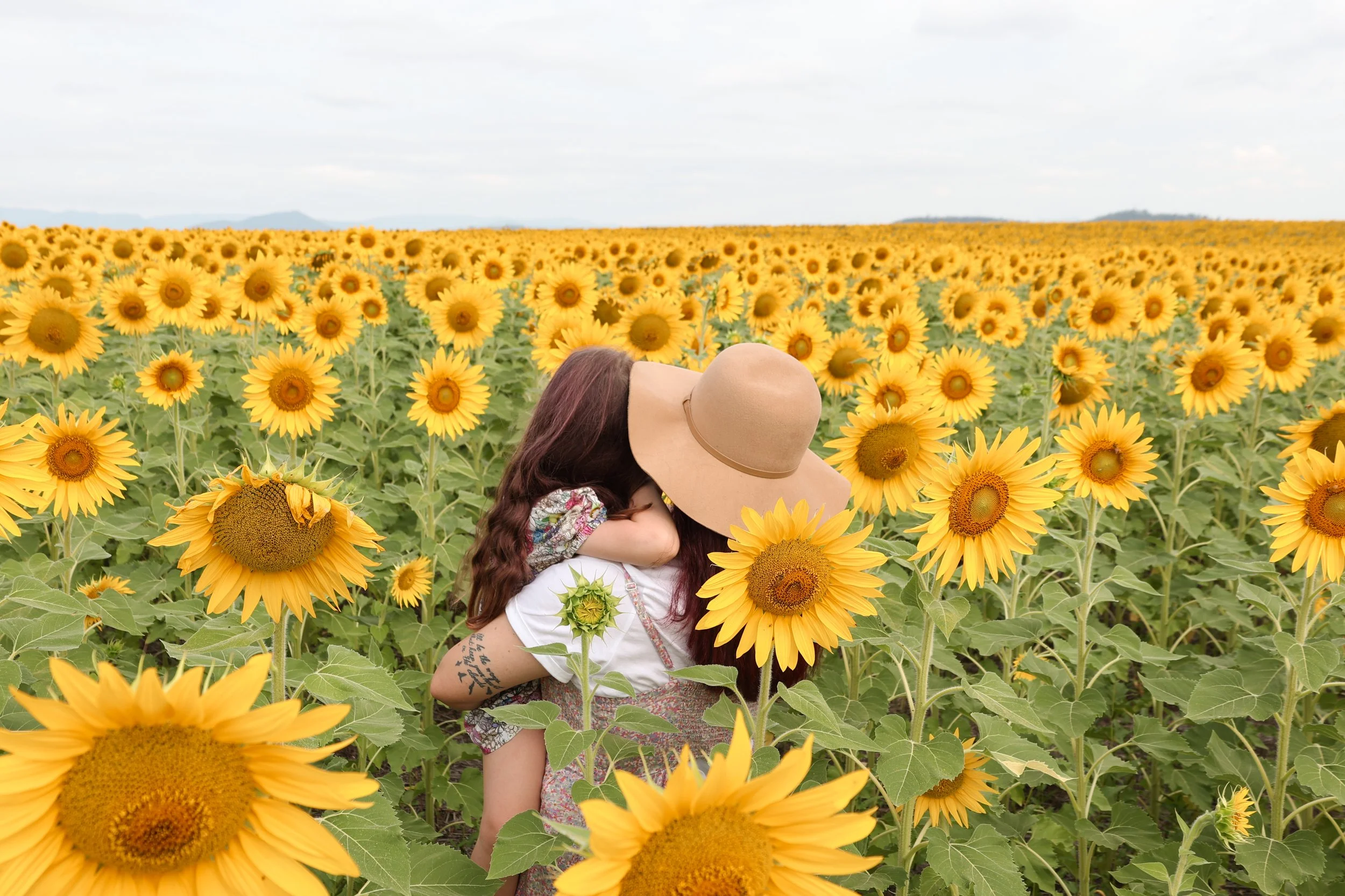 Sunflower Farm Brisbane 2019 | Best Flower Site