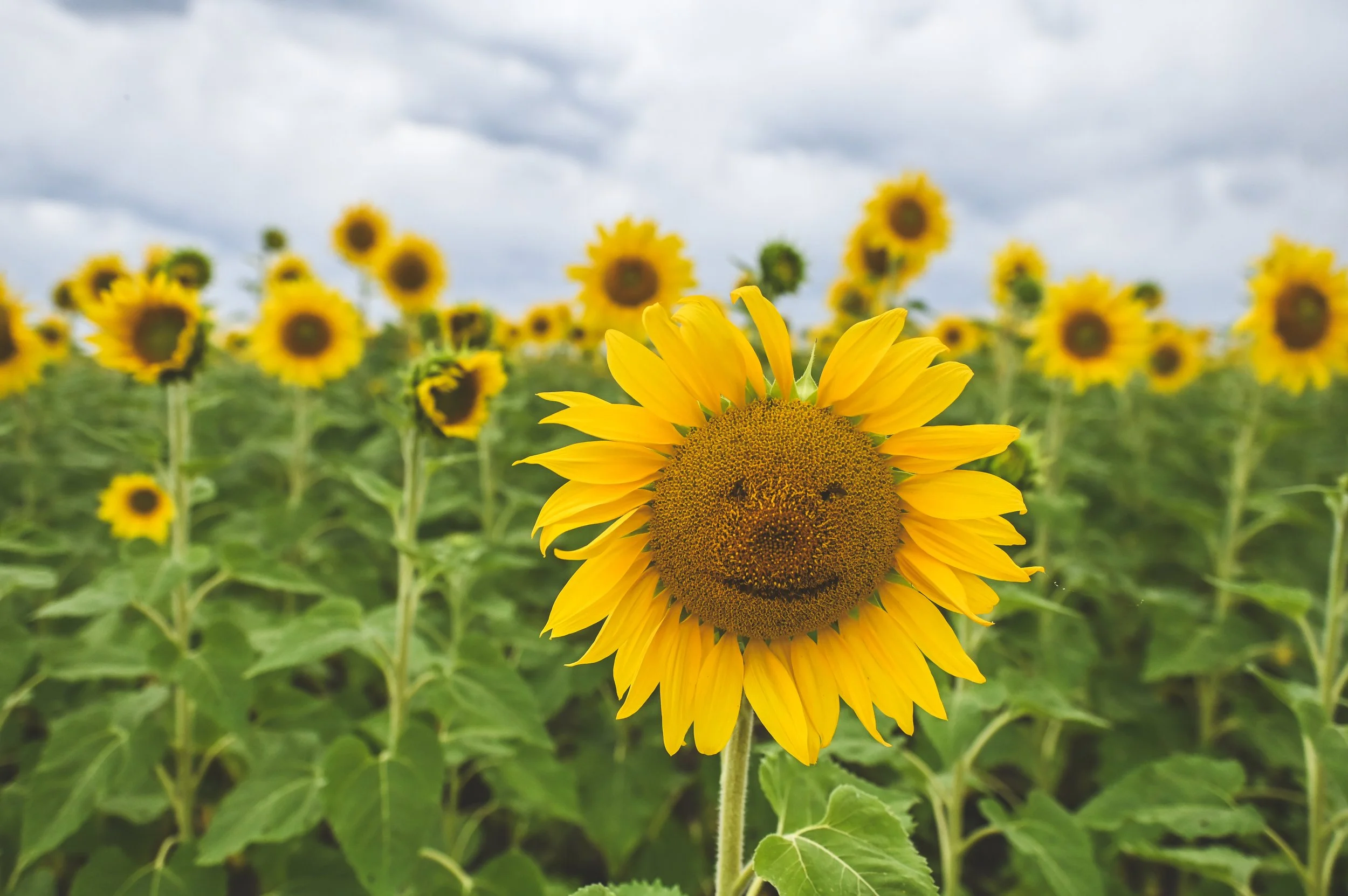 Kalbar Sunflowers