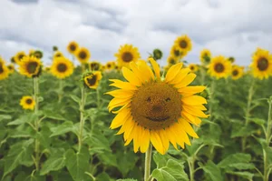 Kalbar Sunflowers