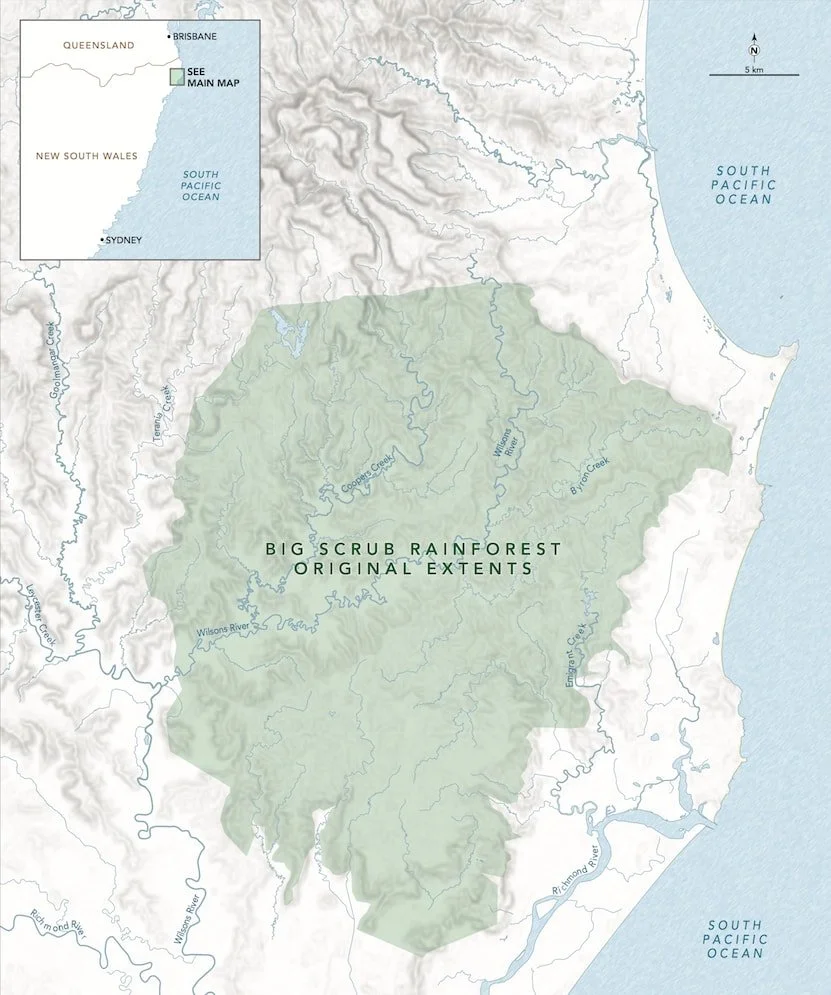 Stories of revival: the Big Scrub Rainforest — Revive The Northern Rivers