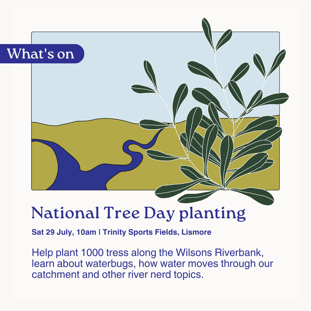 Tree planting for National Tree Day in Lismore — Revive The Northern Rivers