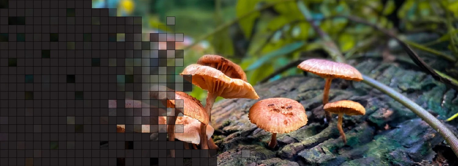Entheogens, Entheogenic Plants & Fungi, Plant Medicine Attorney — Sick ...