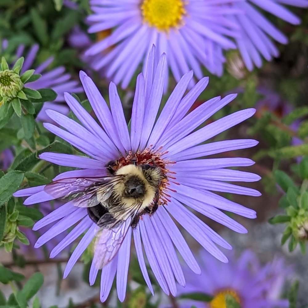 What We Do — Hudson River Audubon Society