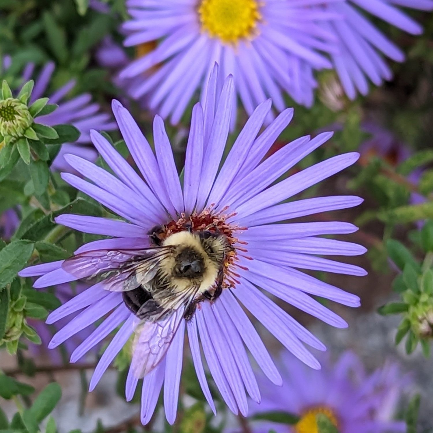 What We Do — Hudson River Audubon Society