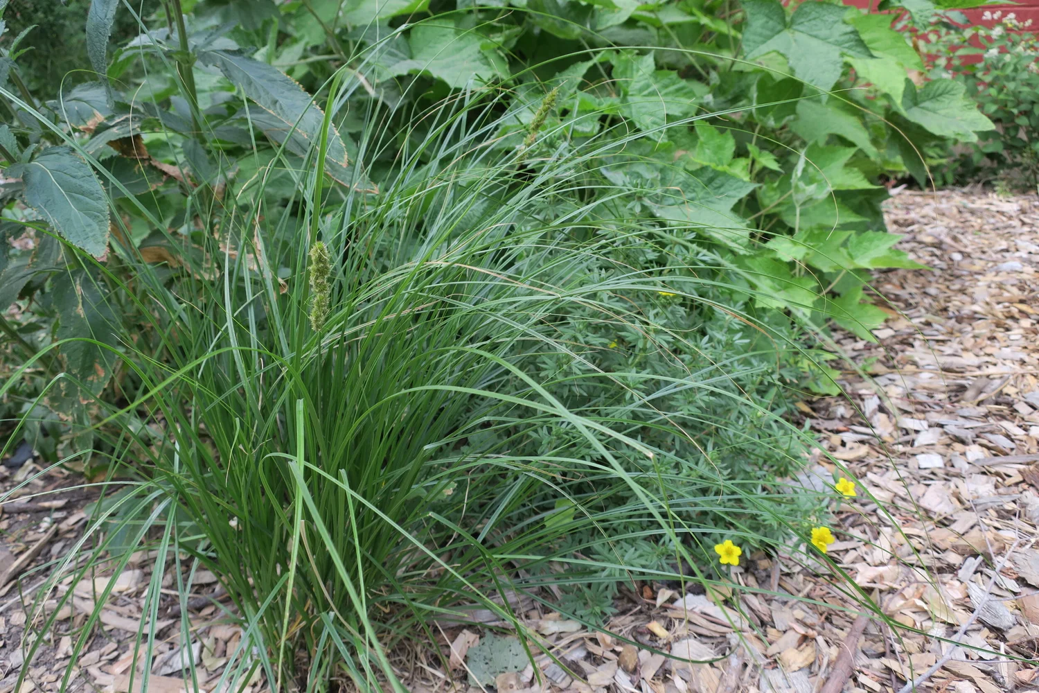 Suggested Sedges — Lorraine Johnson