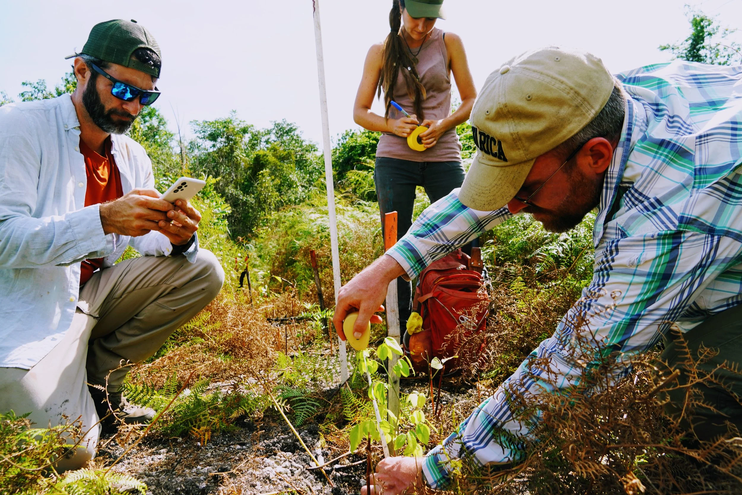 Open Forest Protocol | Measure, report, verify and fund forestation ...