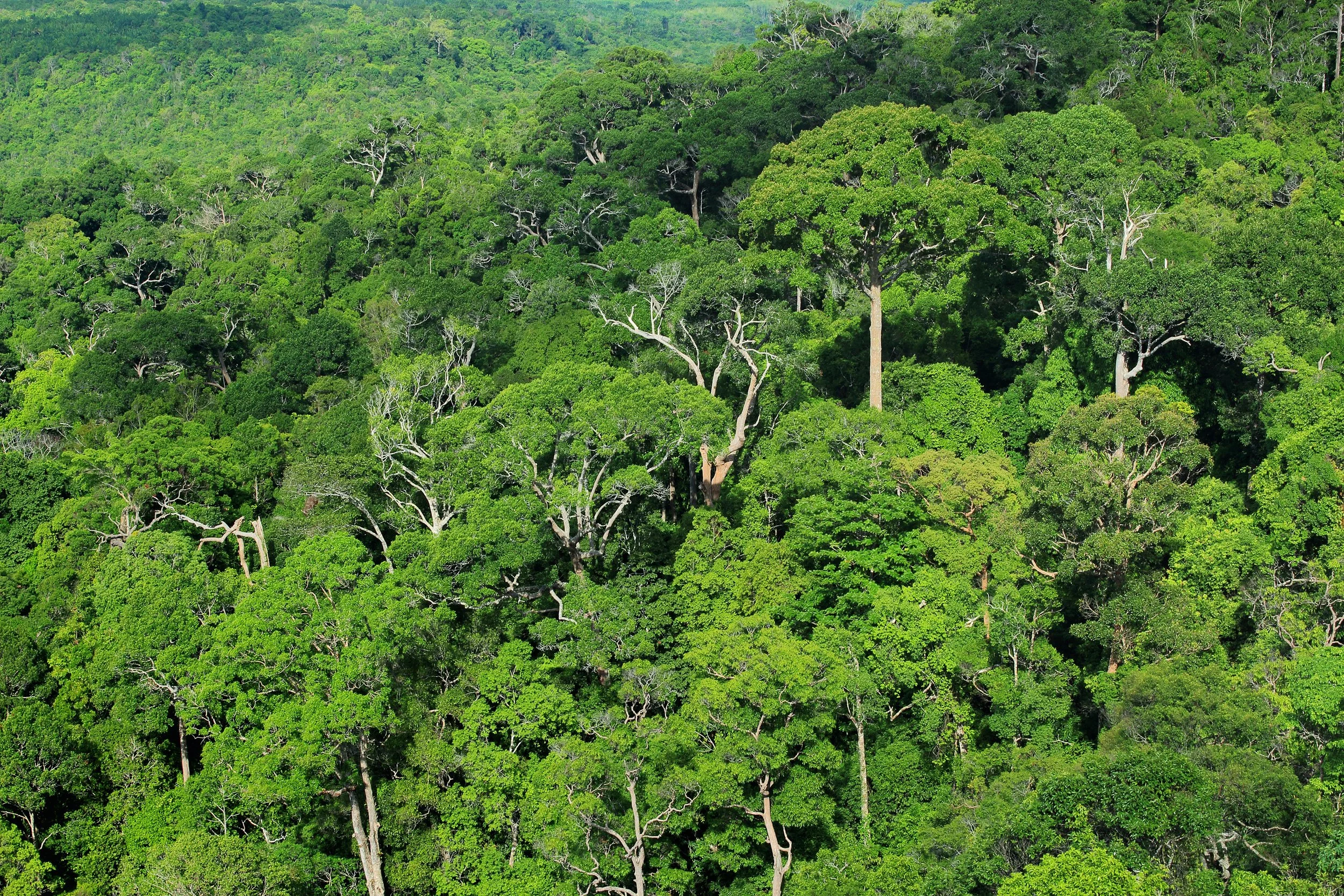 Open Forest Protocol | Measure, report, verify and fund forestation ...