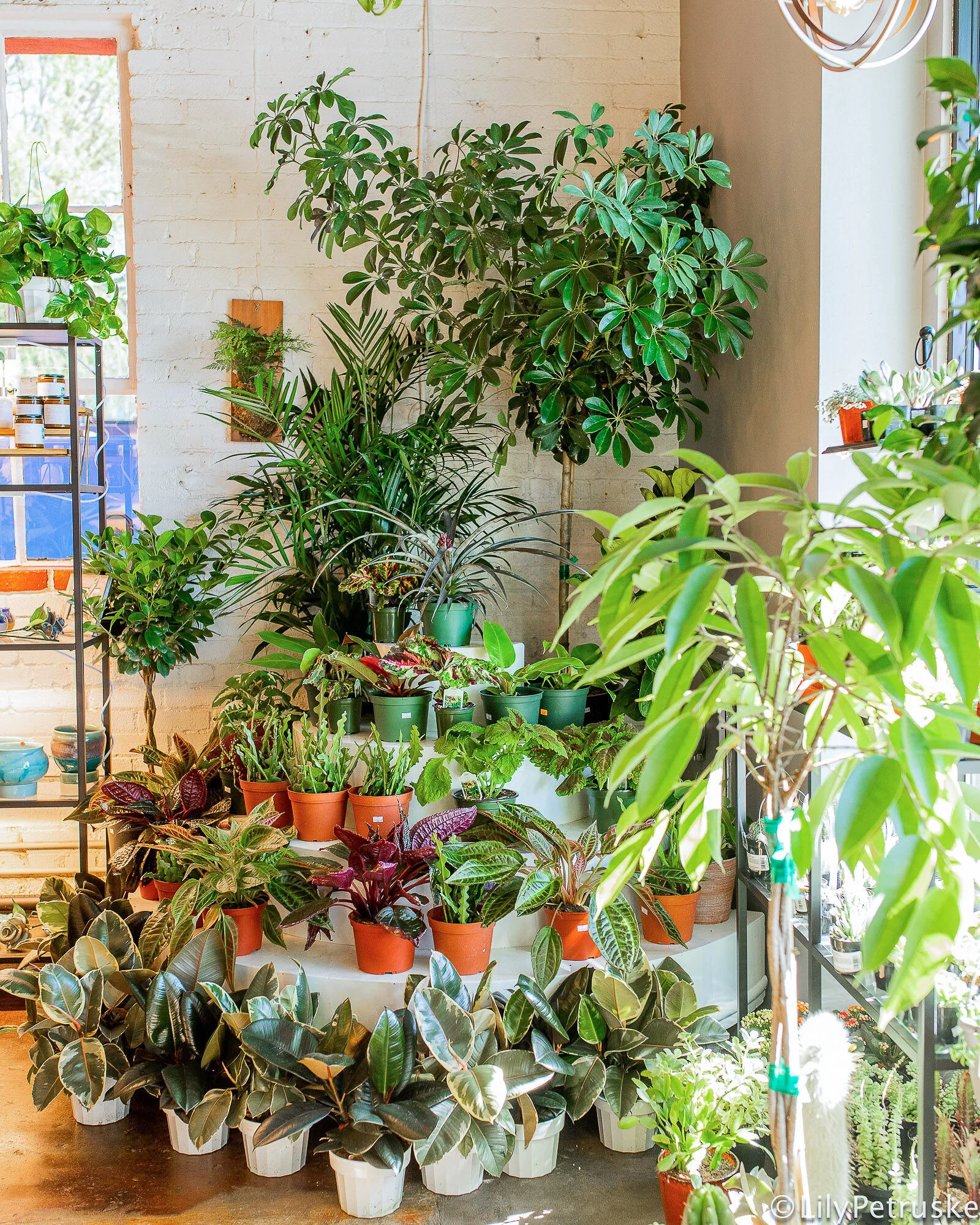 Plantae