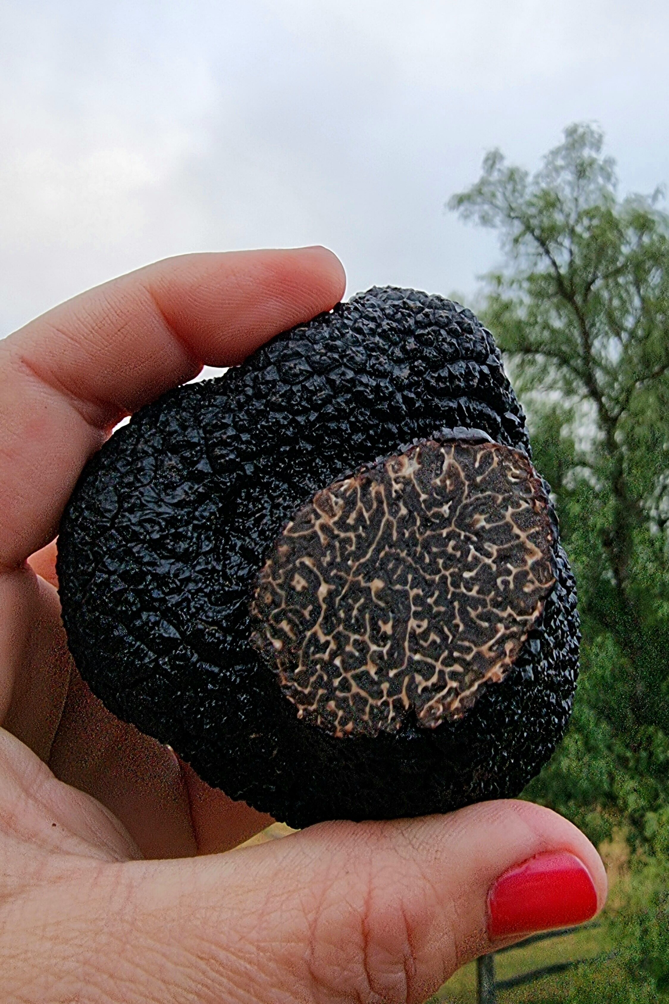 The Folly Truffles
