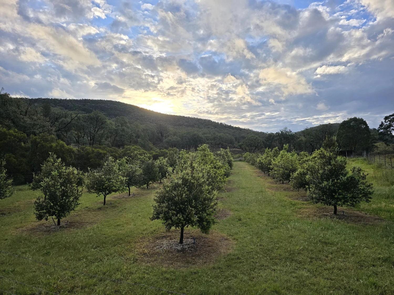 Truffle Farm Tours — The Folly Truffles