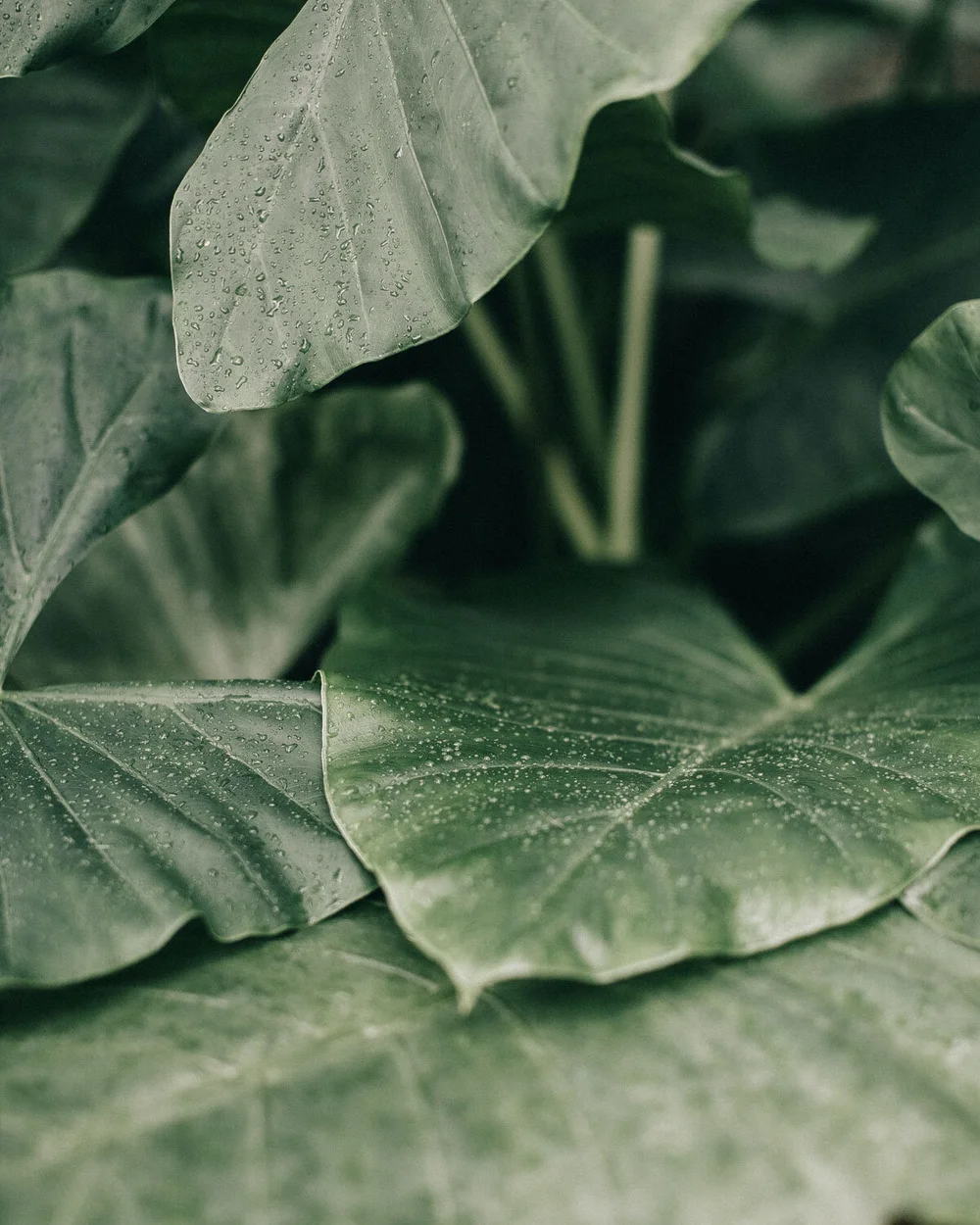About — Paul Griggs