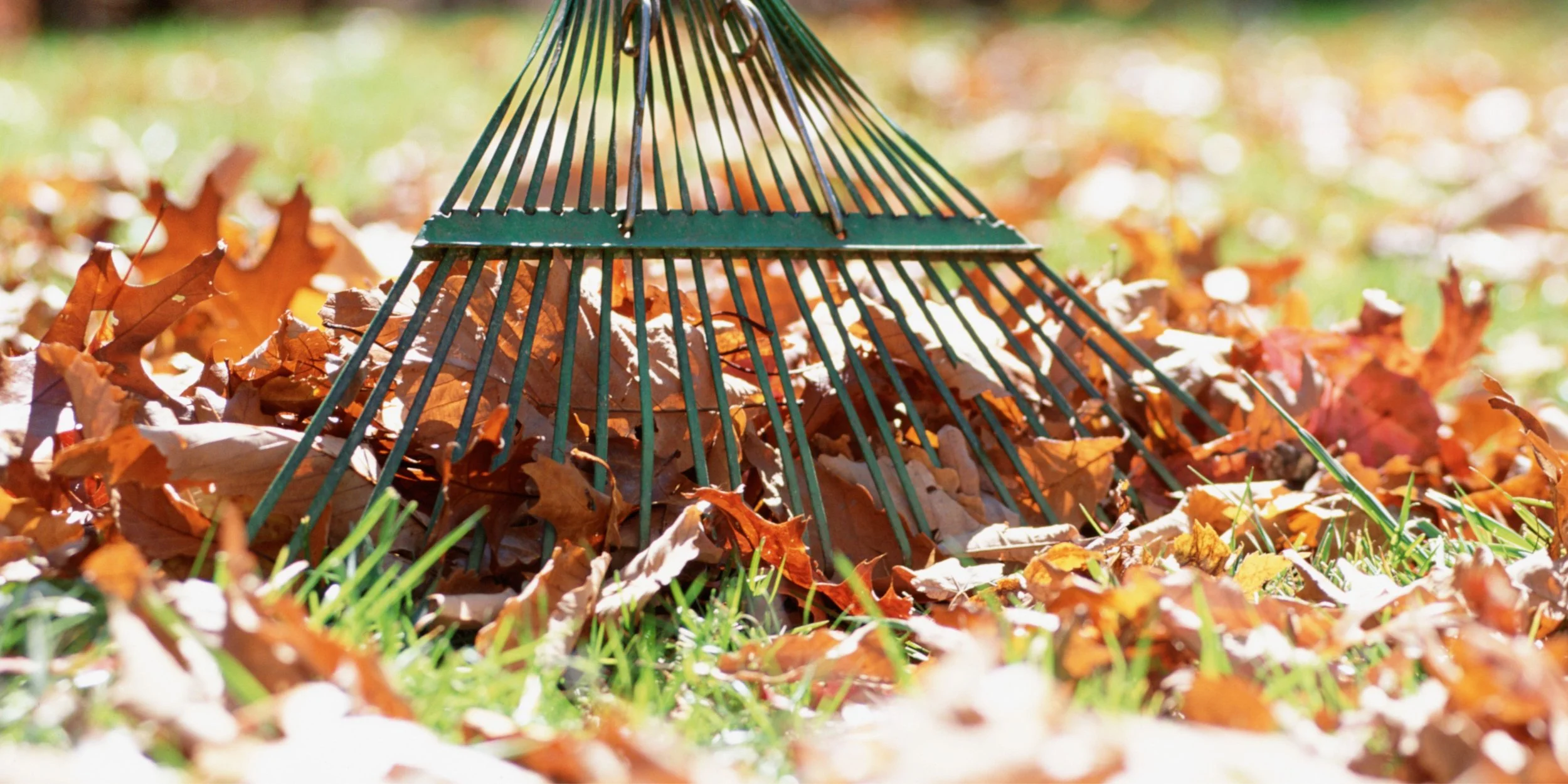 Advanced Quality Lawn advanced-quality-lawn