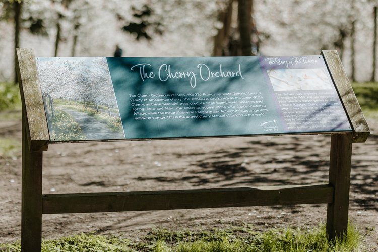 Cherry Blossom at Alnwick Garden — This Is Northumberland