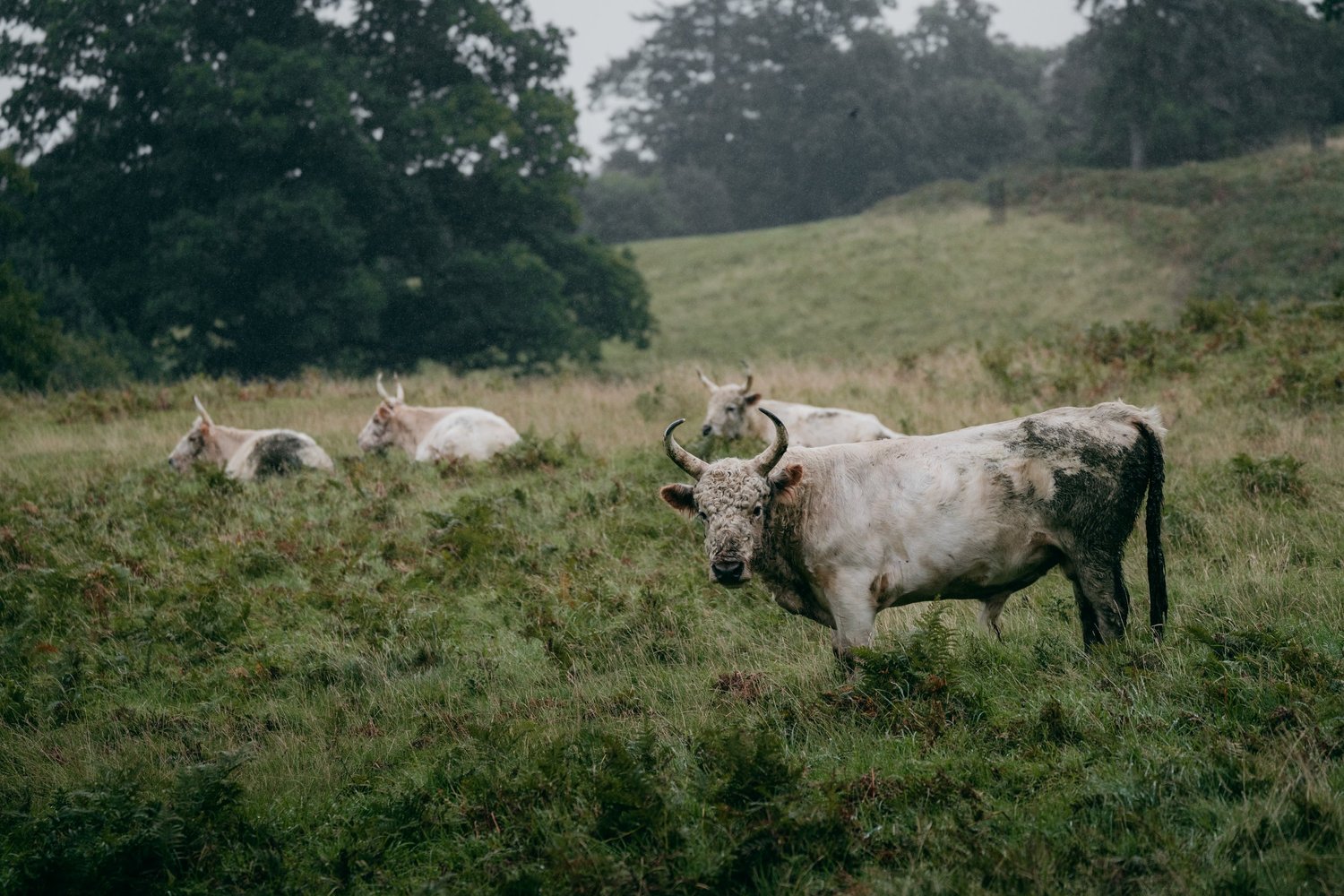 The Wild Beasts of Chillingham — This Is Northumberland