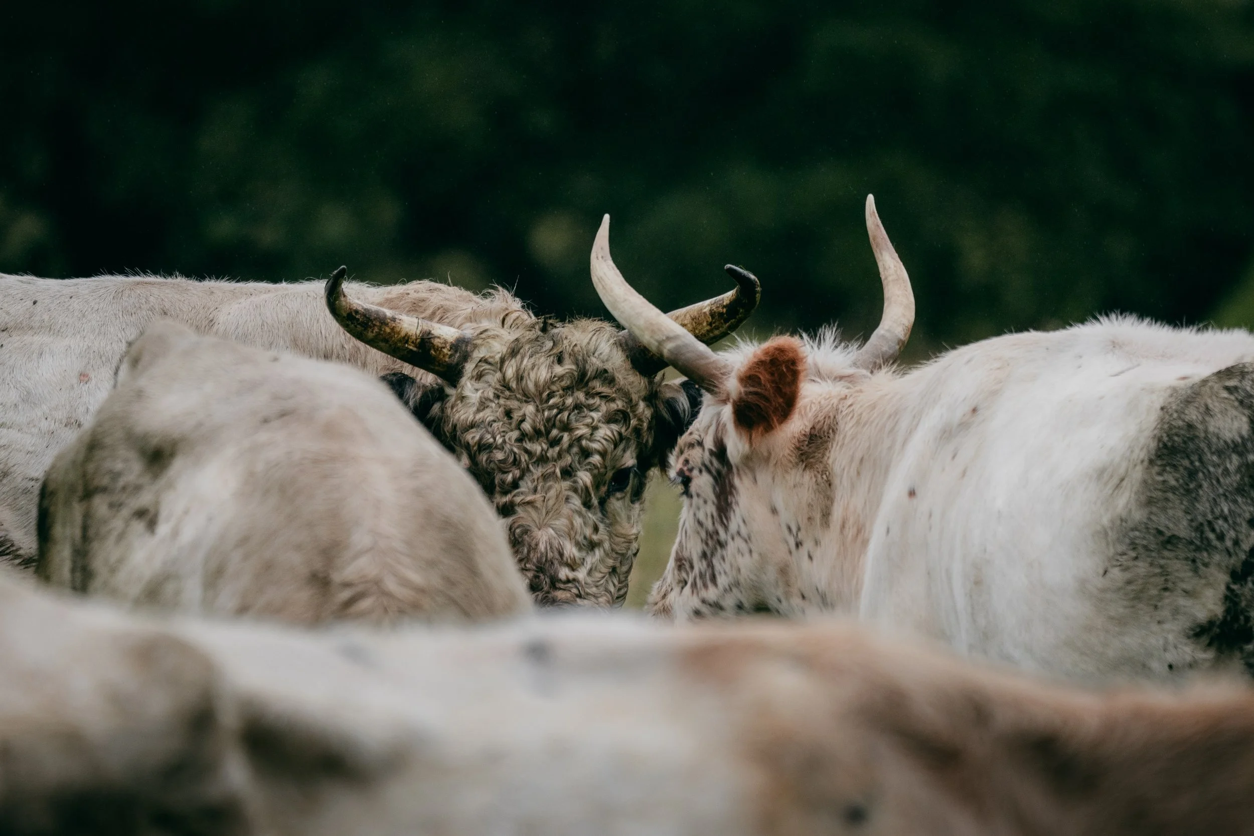The Wild Beasts of Chillingham — This Is Northumberland