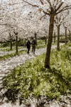 Cherry Blossom at Alnwick Garden — This Is Northumberland