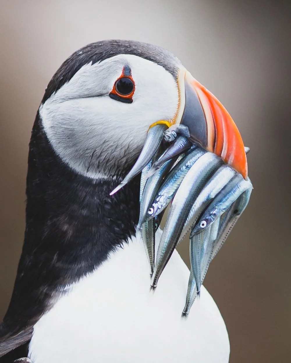 Return of the Puffins — This Is Northumberland