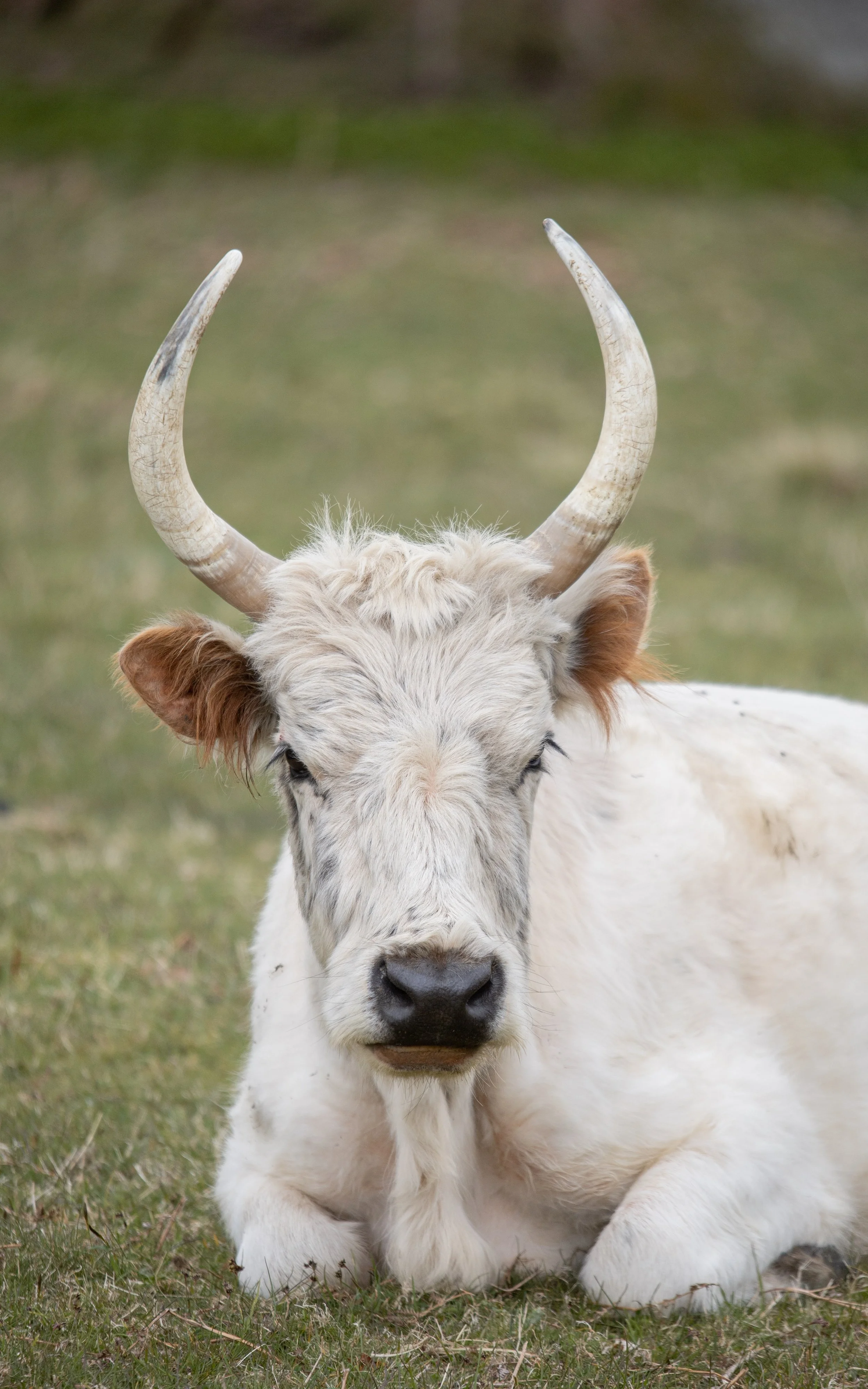 Chillingham Cattle