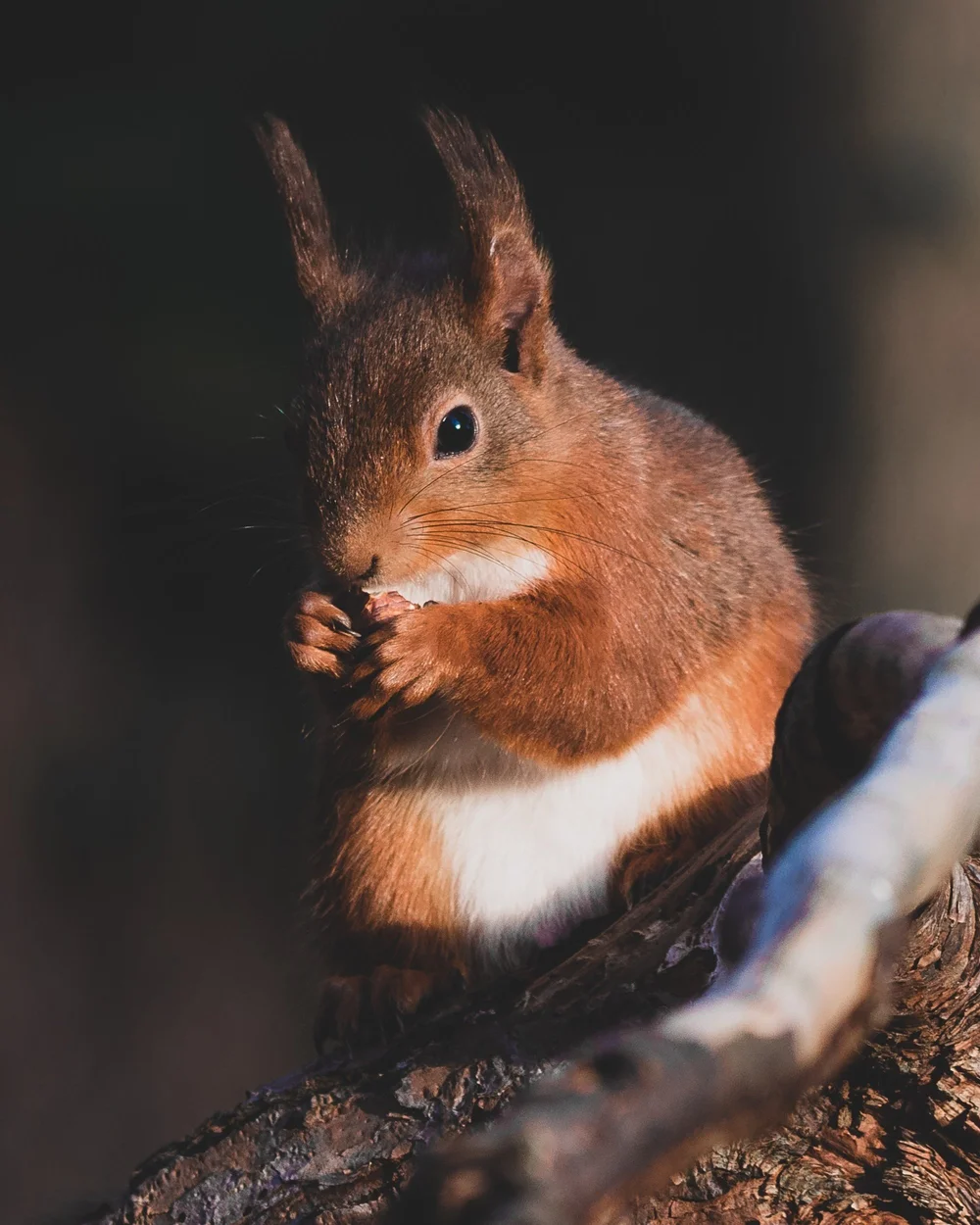 Northumberland's Native Wildlife — This Is Northumberland