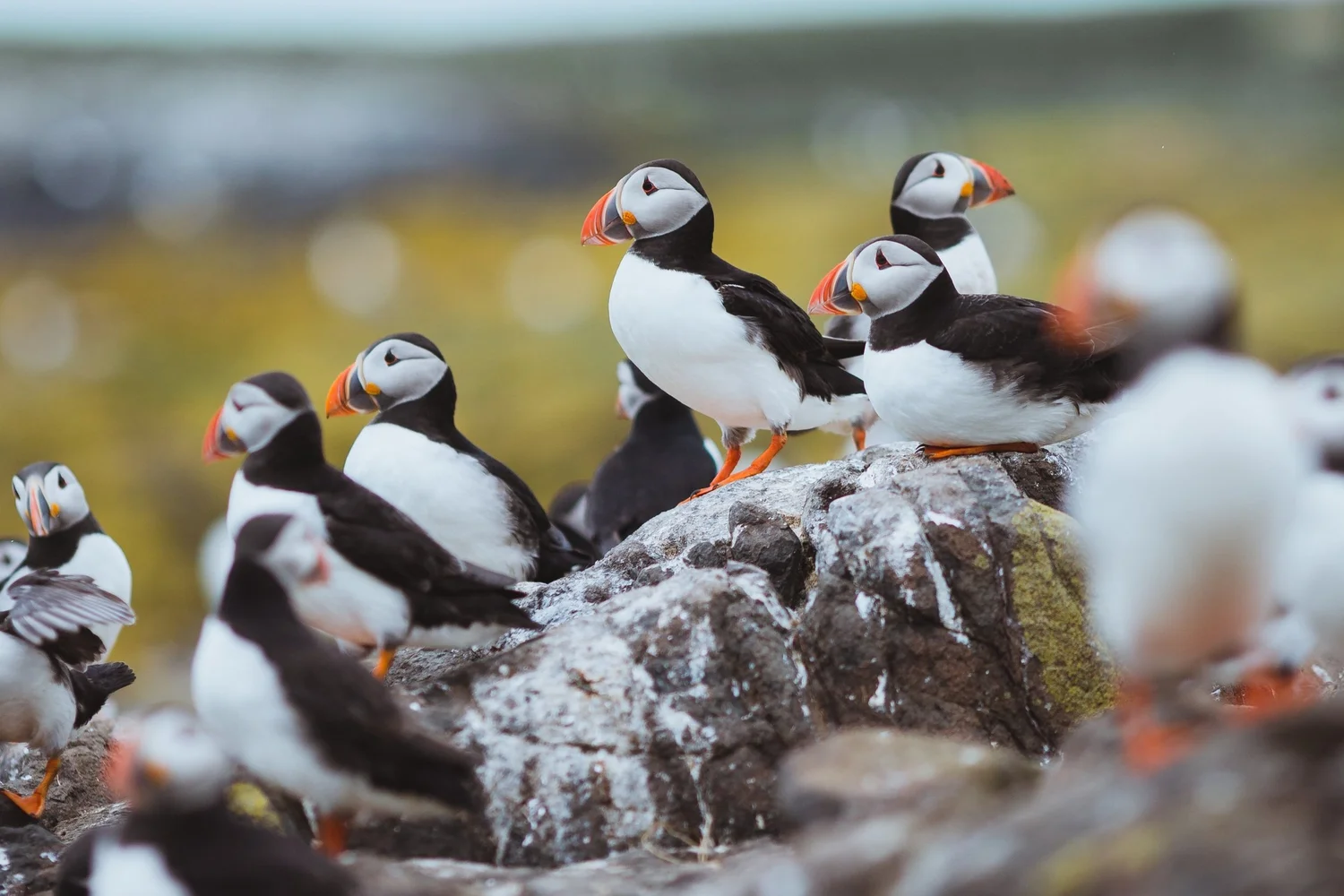 Return of the Puffins — This Is Northumberland