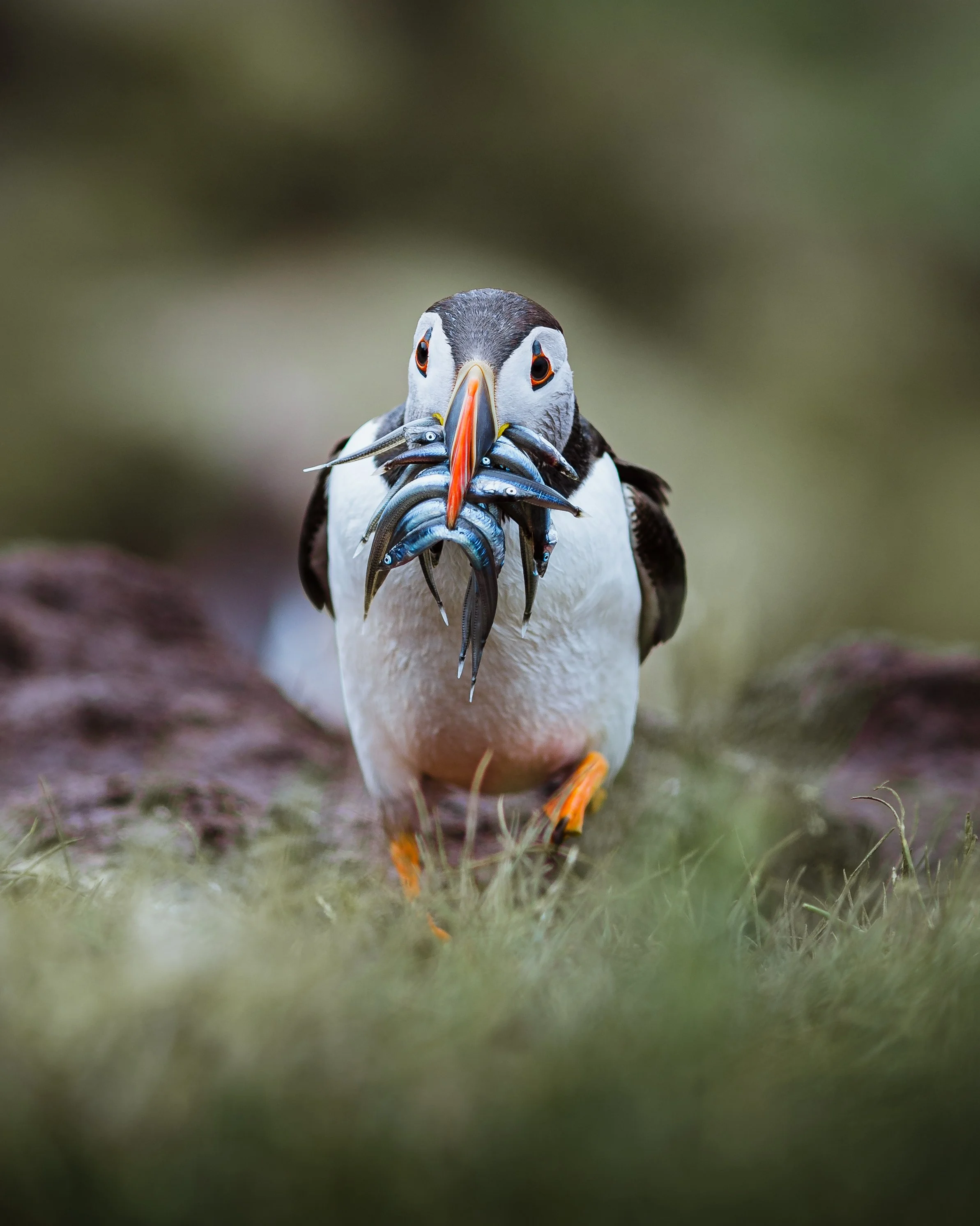Return of the Puffins — This Is Northumberland