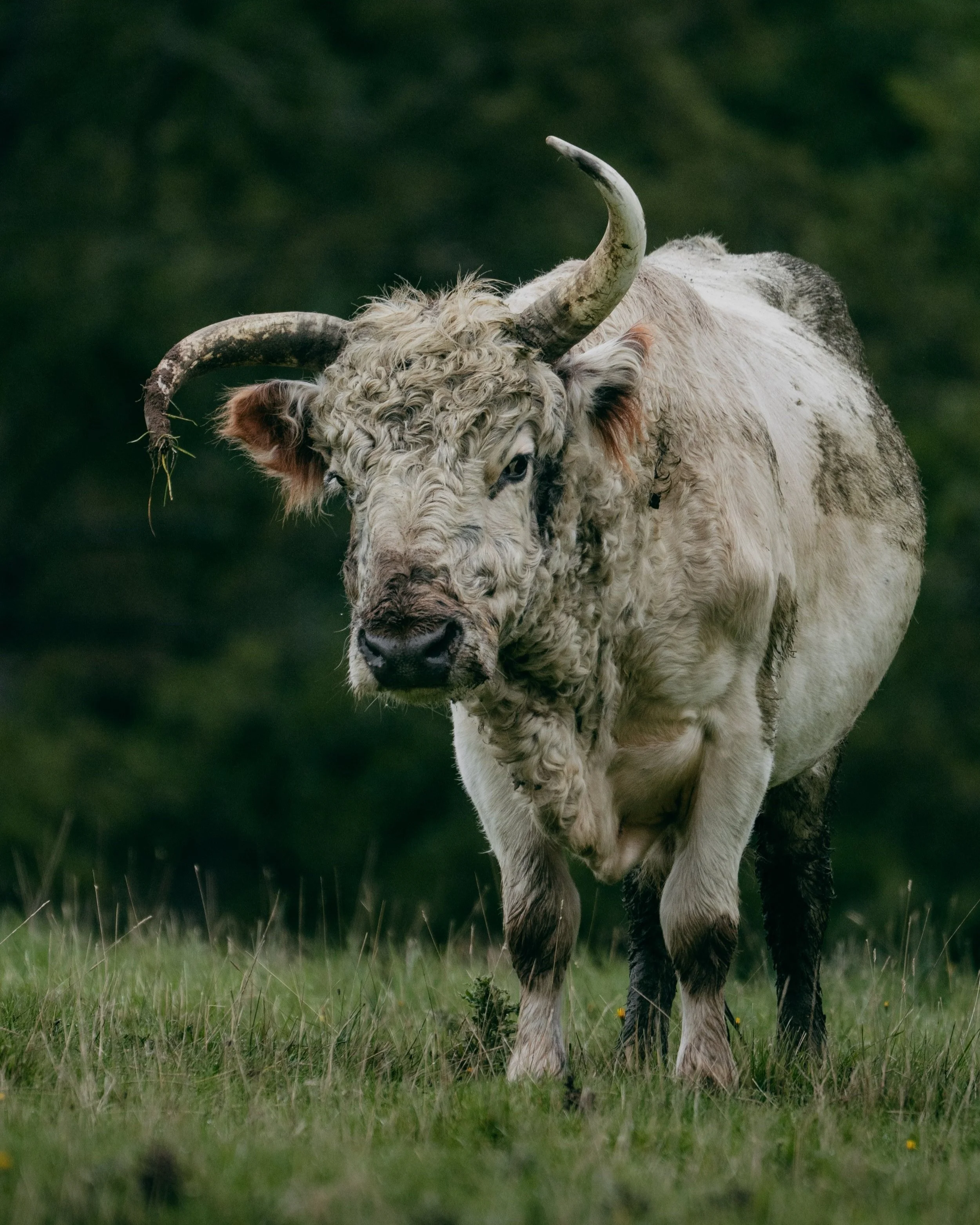 The Wild Beasts of Chillingham — This Is Northumberland