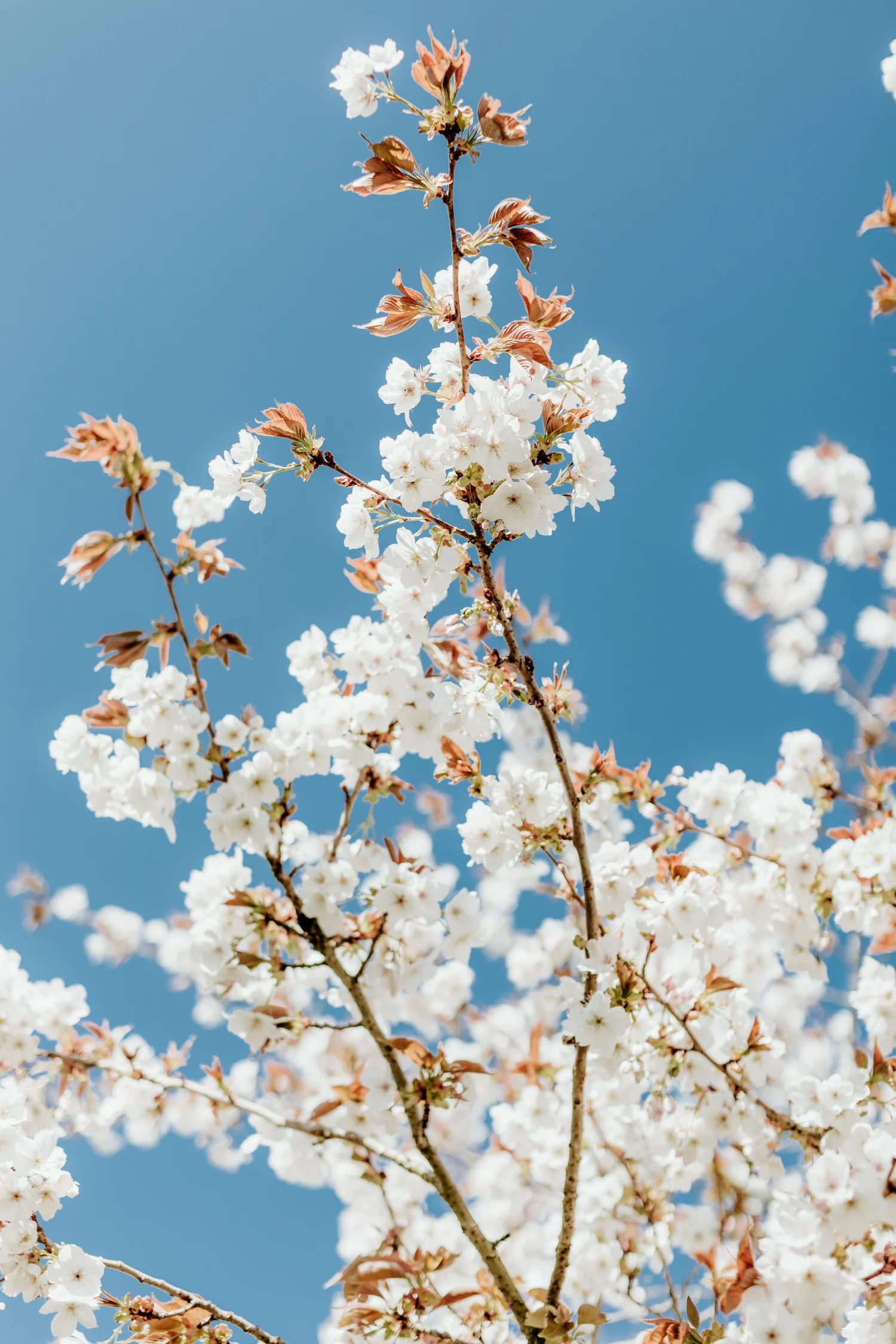 Cherry Blossom at Alnwick Garden — This Is Northumberland